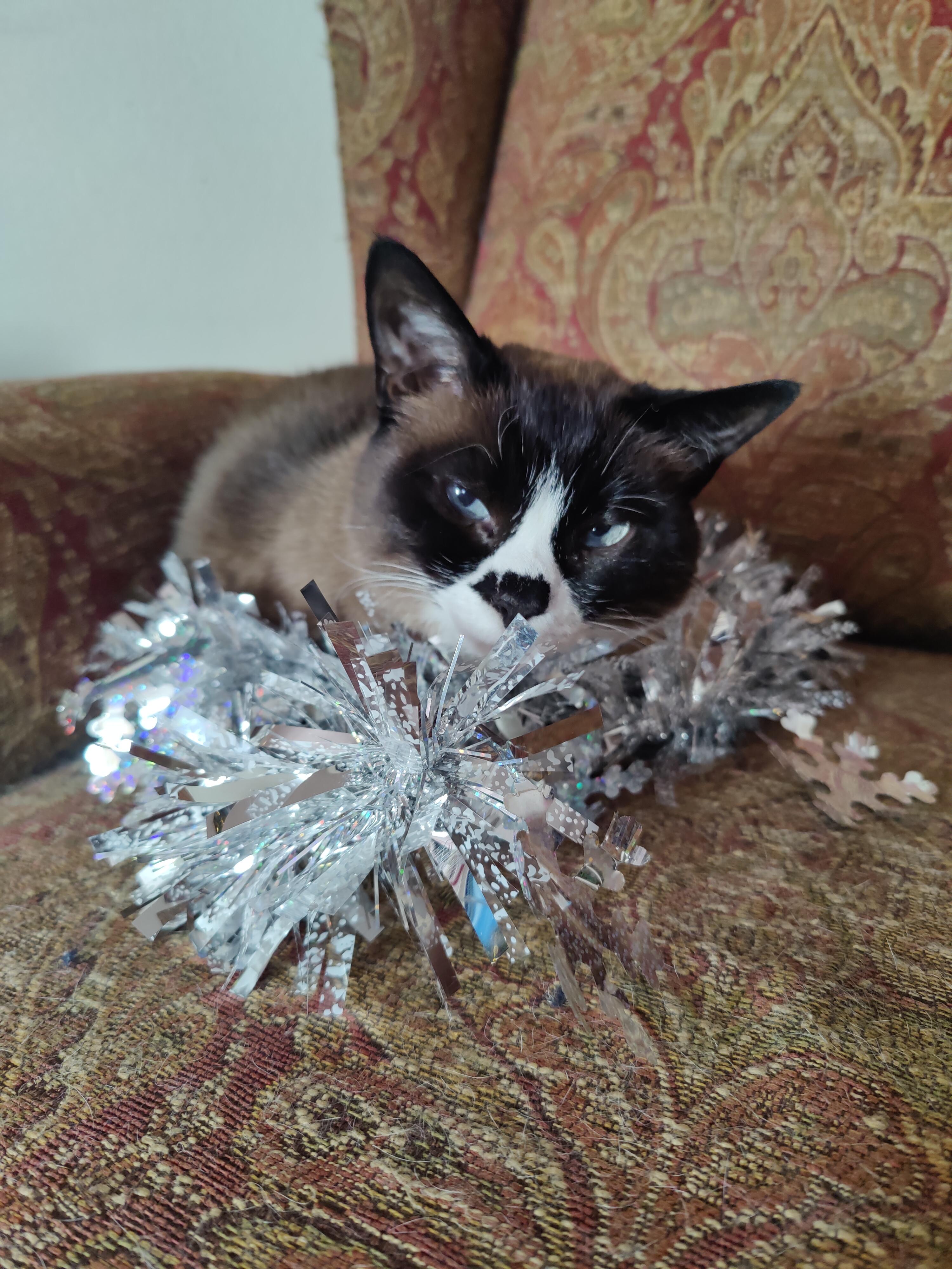 (OC) HAPPY Holidays!!! | Scrolller