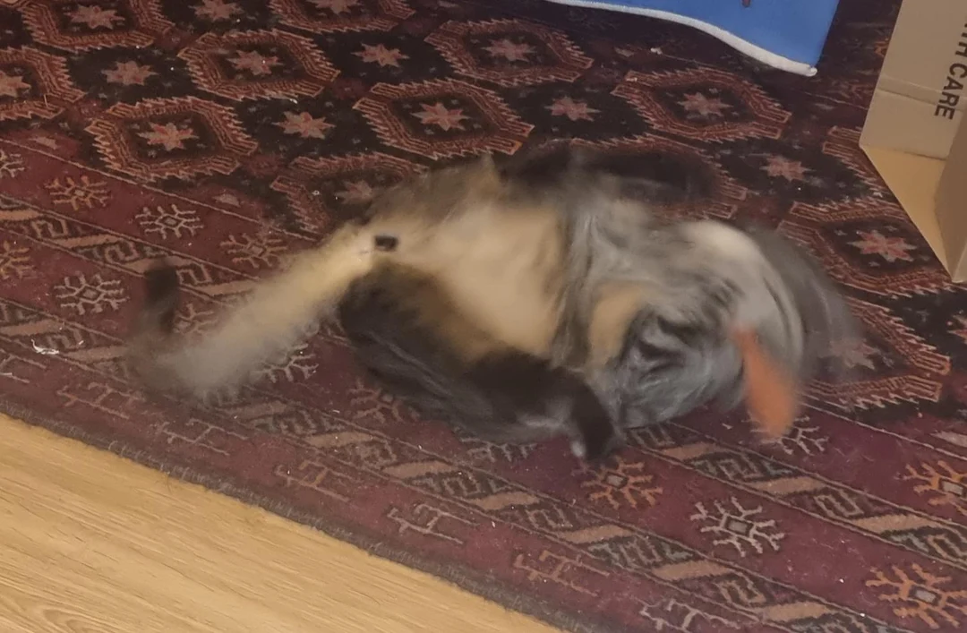 Well - one part of my cat is in focus. | Scrolller