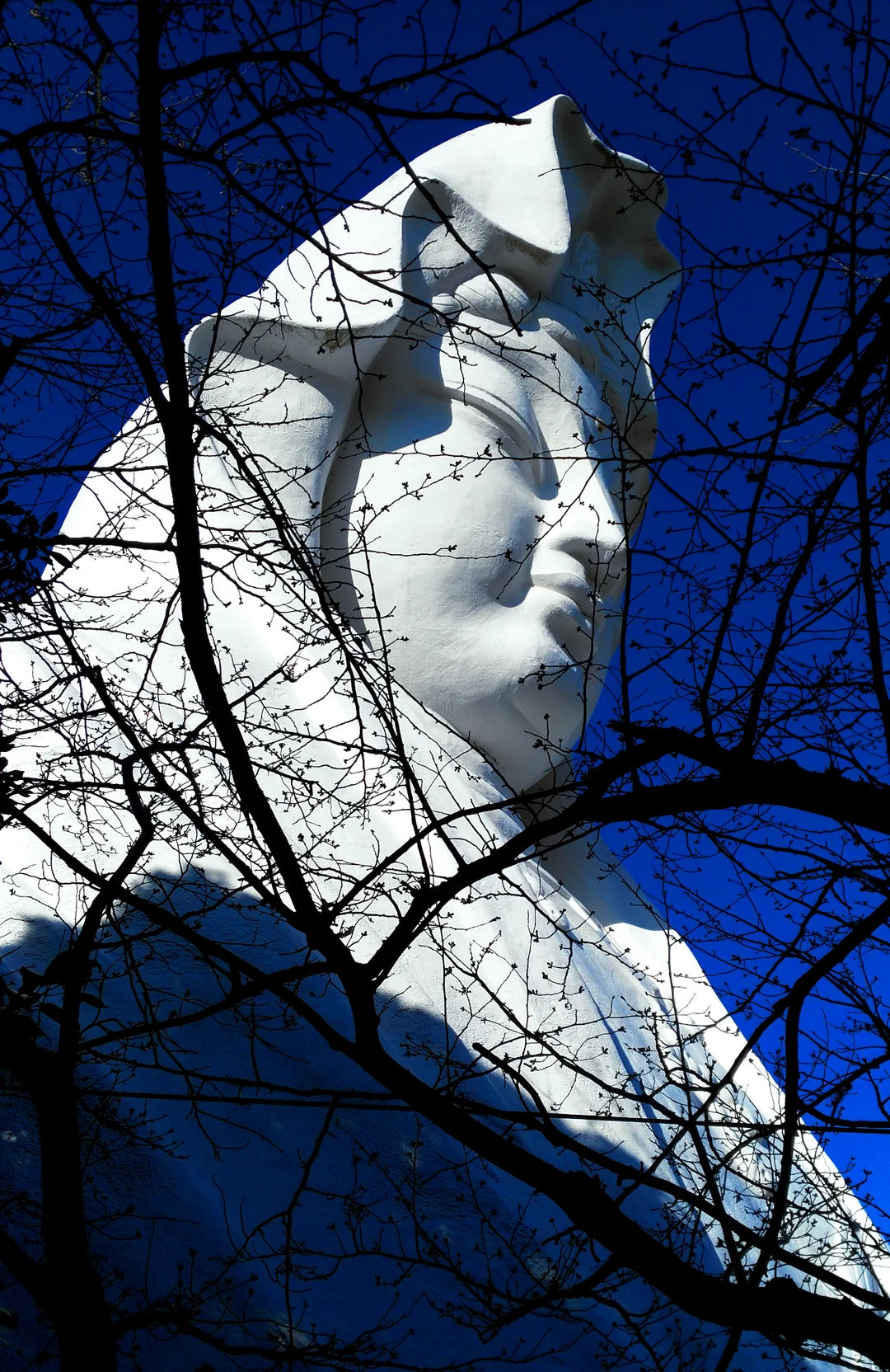 Kannon through a lacework of branches | Scrolller