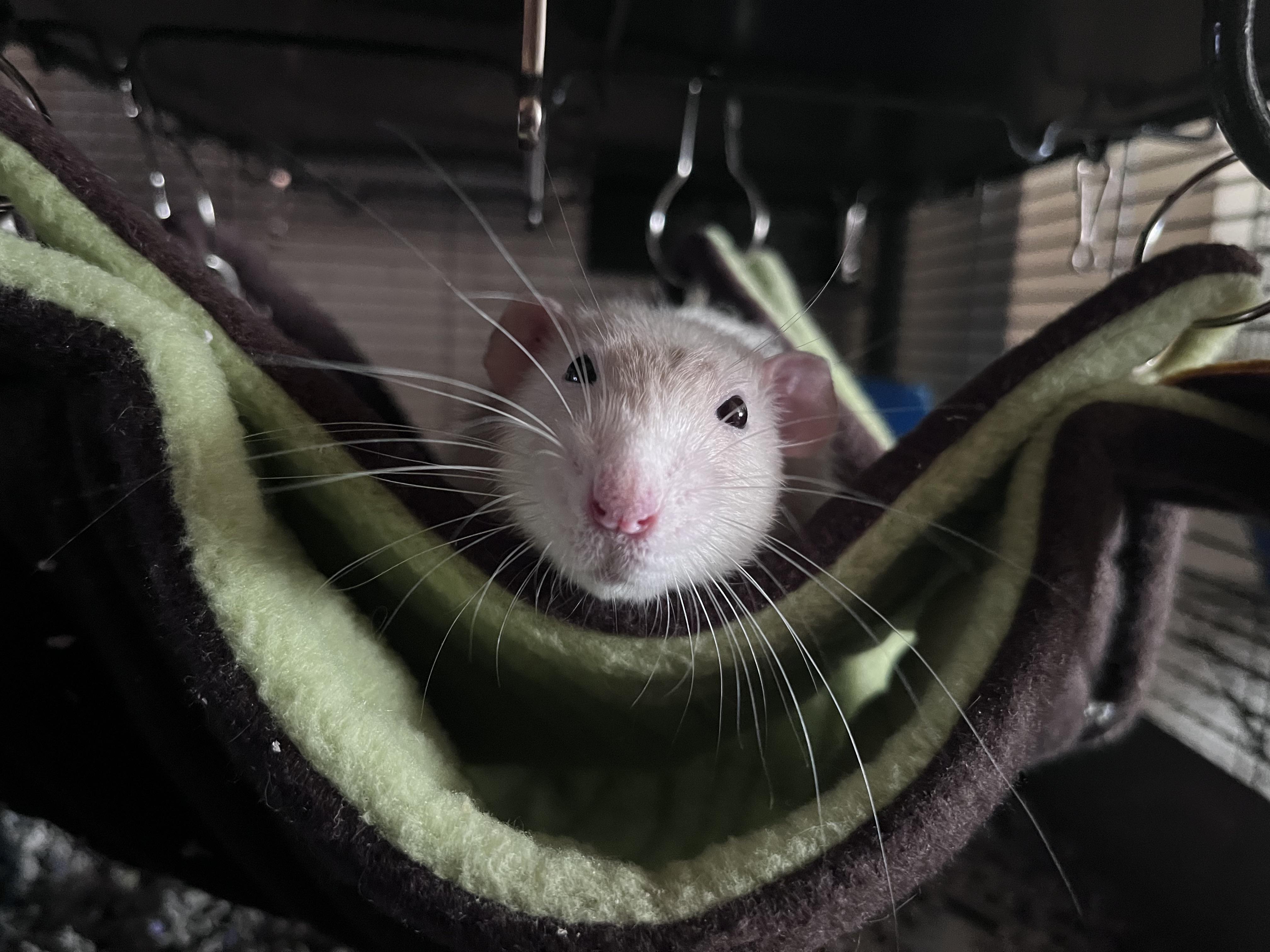 Tank is so handsome | Scrolller