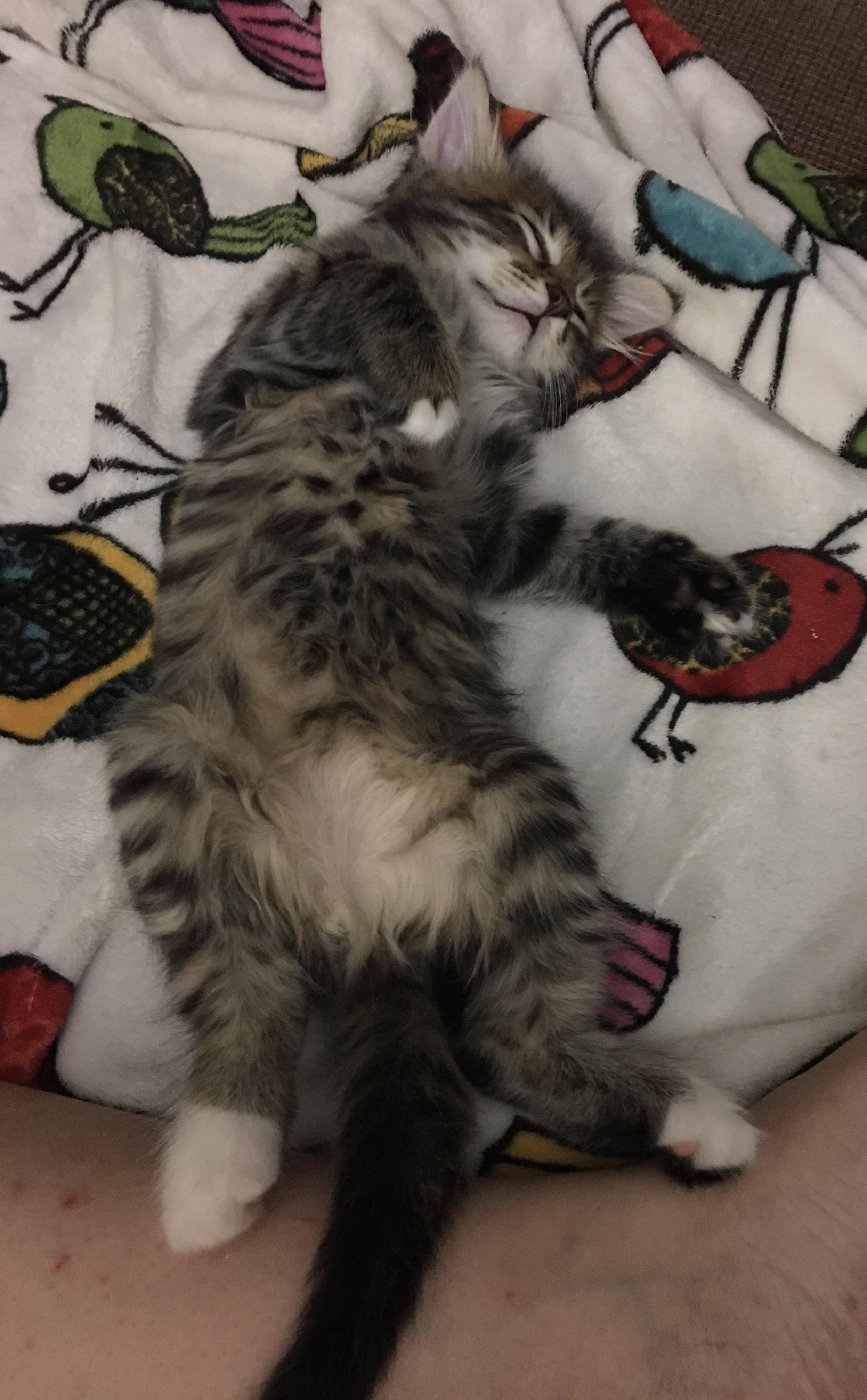 Fuzz Puff | Scrolller