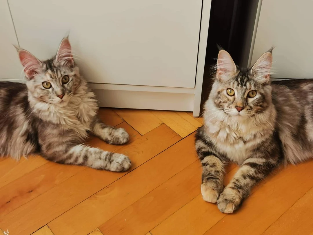 Our majestic little domestic lynxes | Scrolller