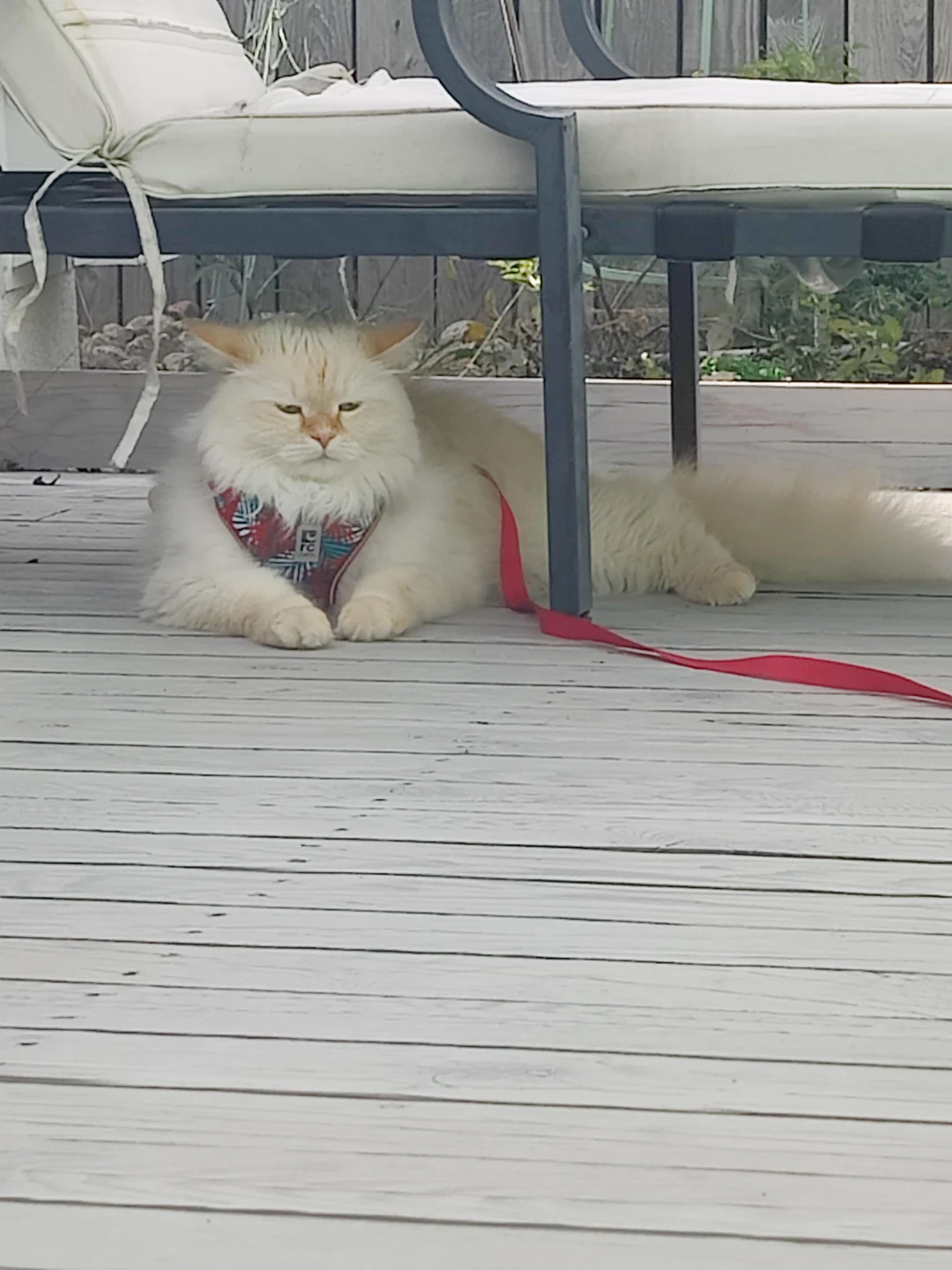 Cat Leash Recommendations? | Scrolller