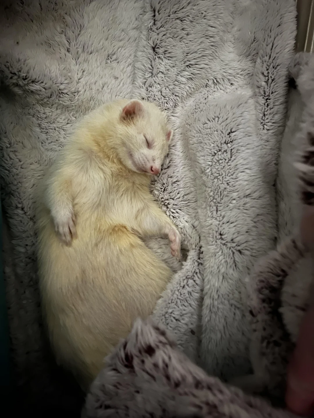 Talbit went swimming today, I bet he’s having the best nap! | Scrolller