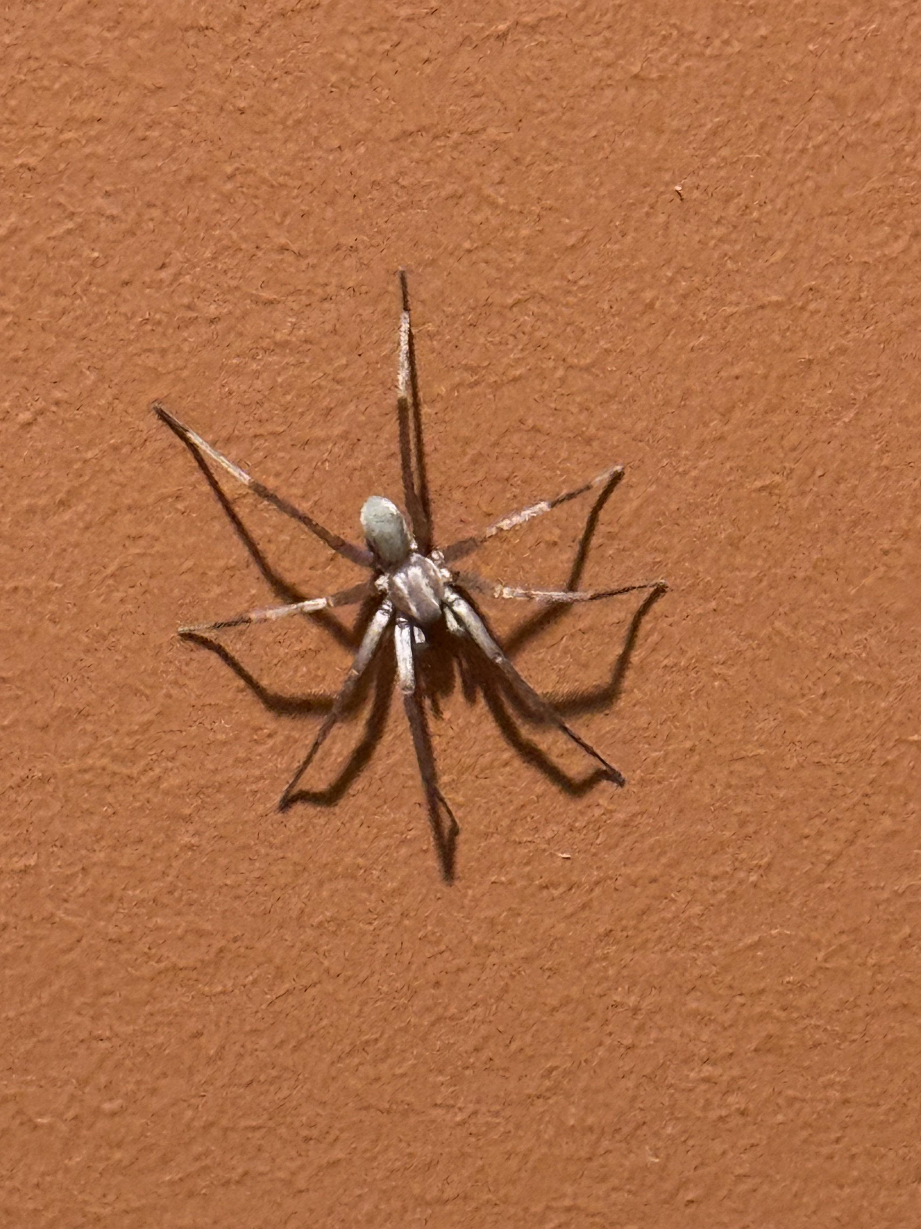 What kind of spider is this? (Los Gatos, CA) | Scrolller