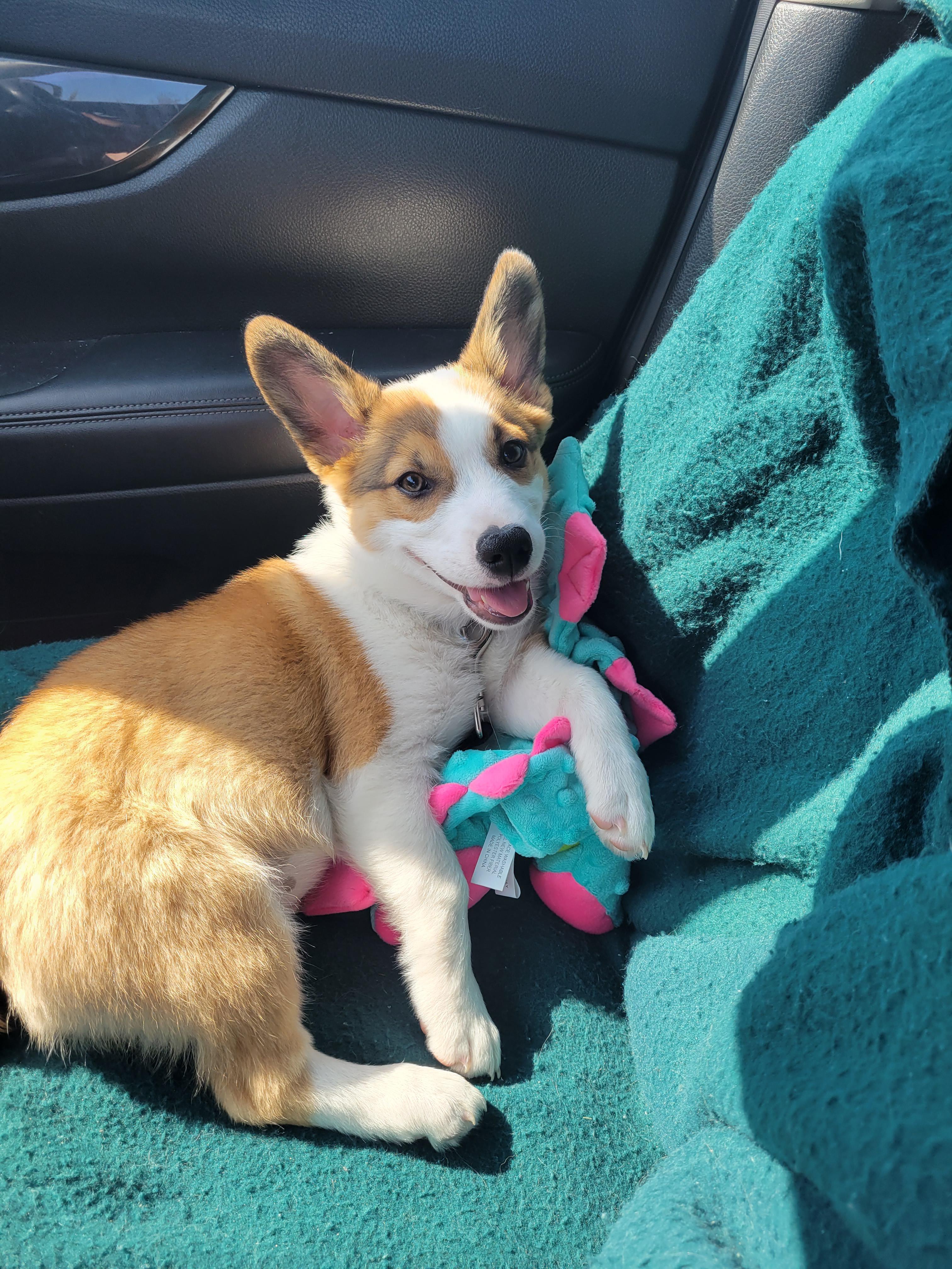 Comfy Co-pilot | Scrolller