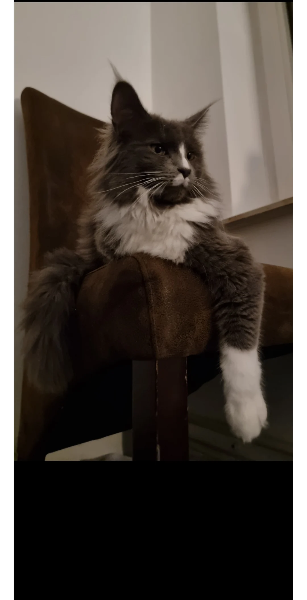 Patellar luxation operation | Scrolller