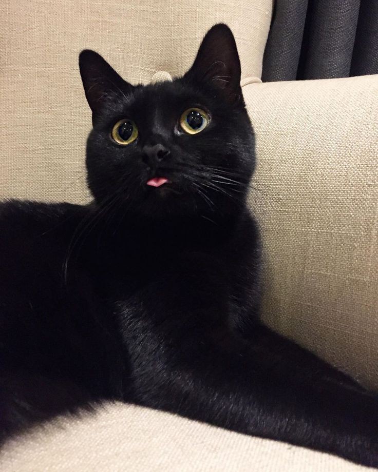 Supermodel blep | Scrolller