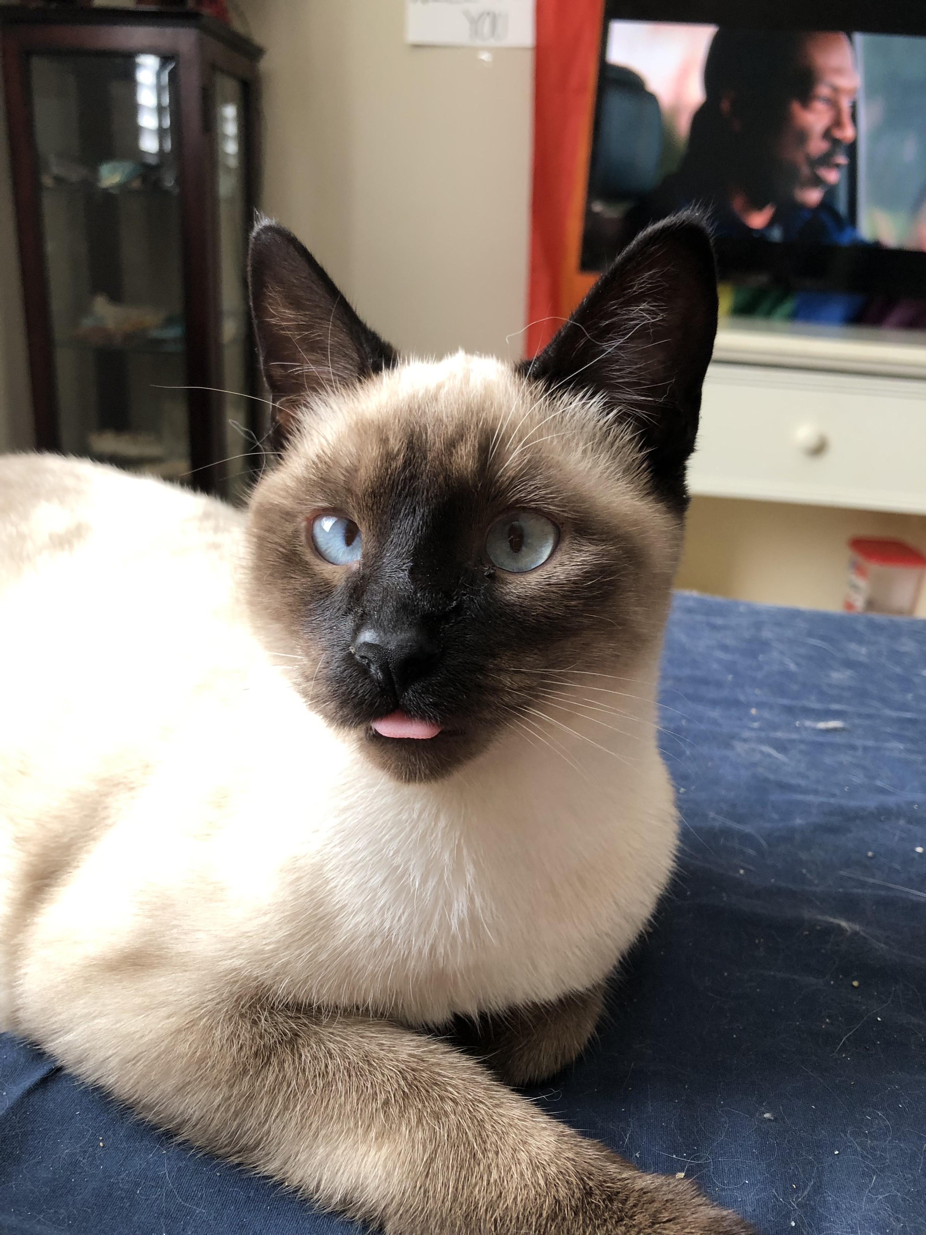 Loona Did Her First Blep🥹 | Scrolller
