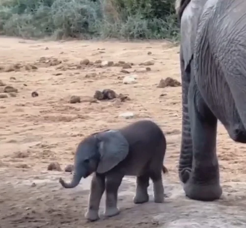 Cute Baby Elephant | Scrolller