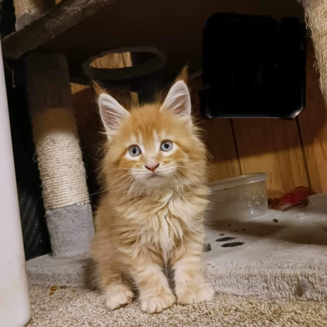 He comes home in 2 weeks! | Scrolller