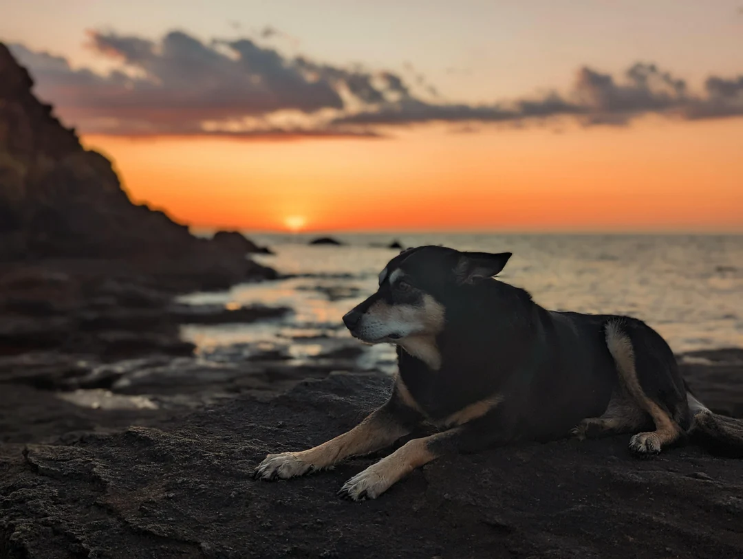 Solid end to a solid day out with the hound. | Scrolller