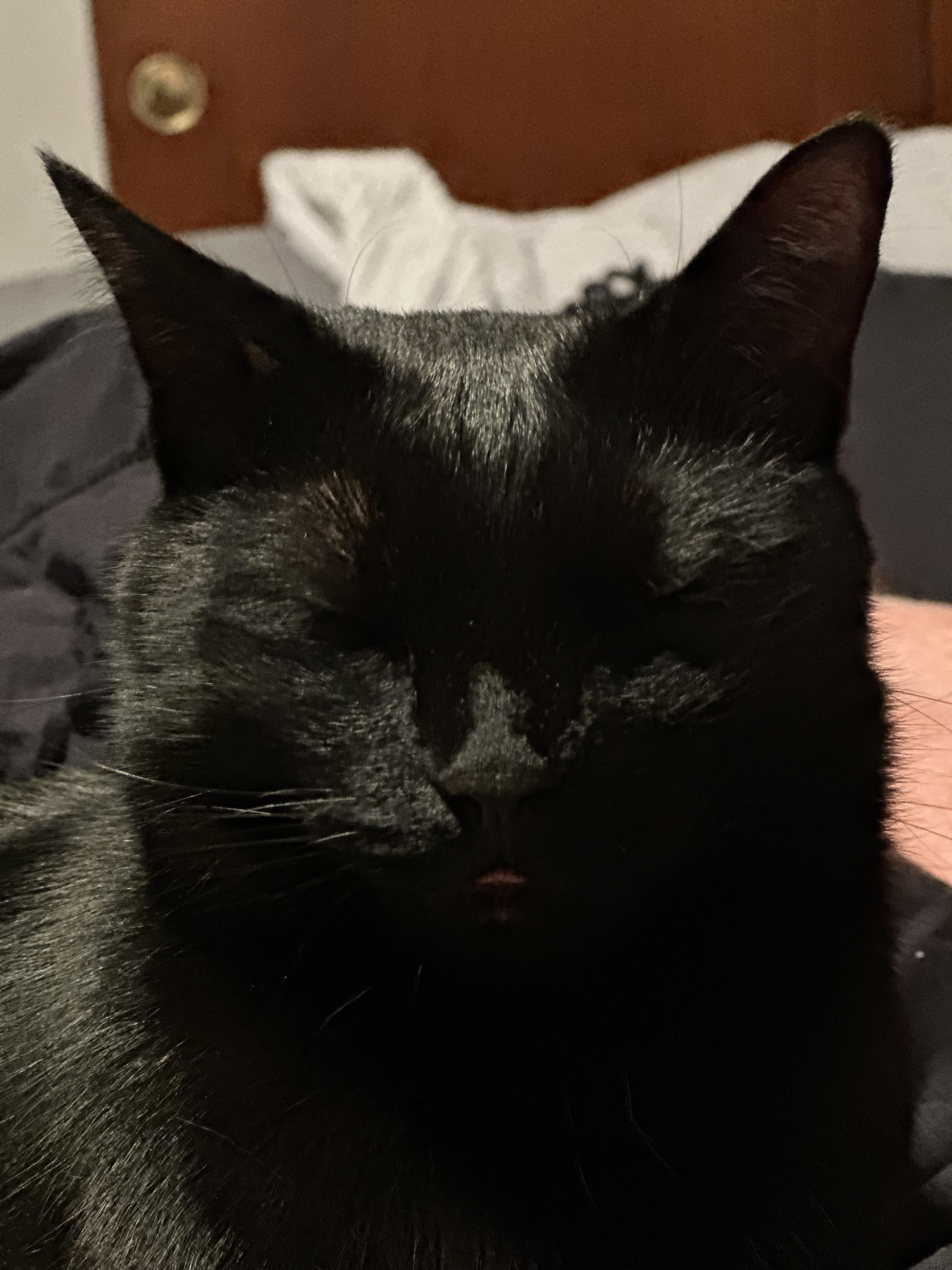 Sleepy Goose | Scrolller