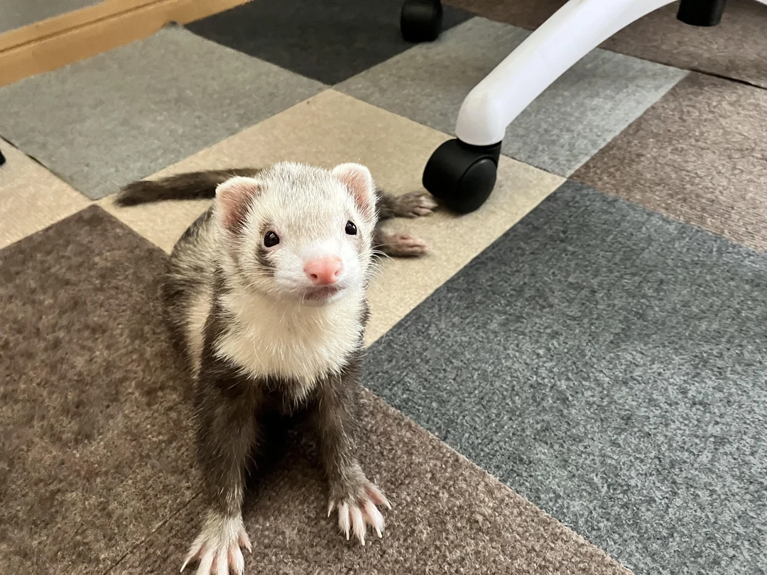 Bruno posing for the camera 🐾 | Scrolller