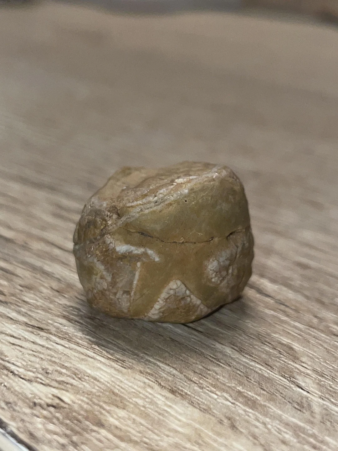 what is this fossil | Scrolller