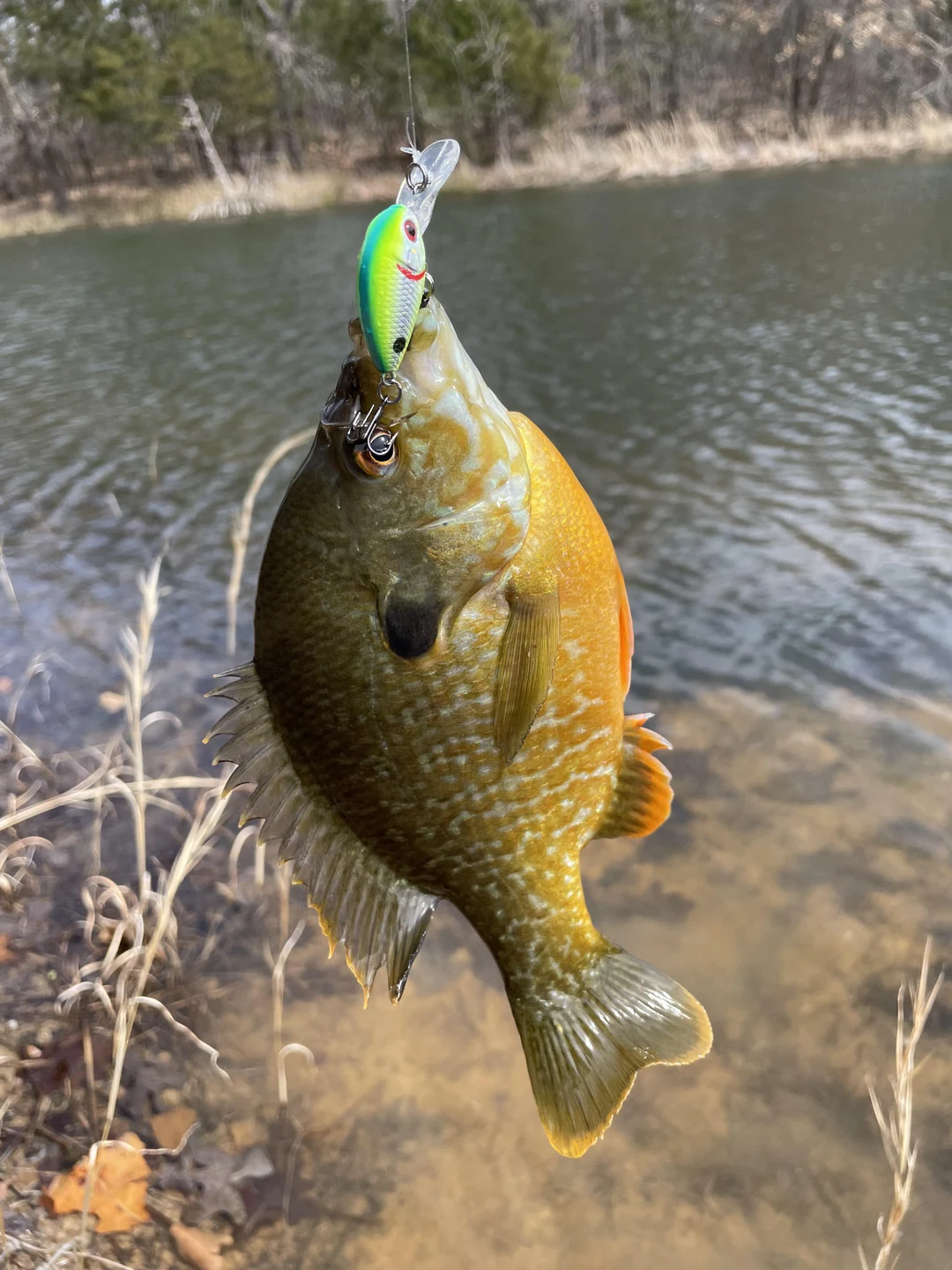 Here fishy fishy | Scrolller