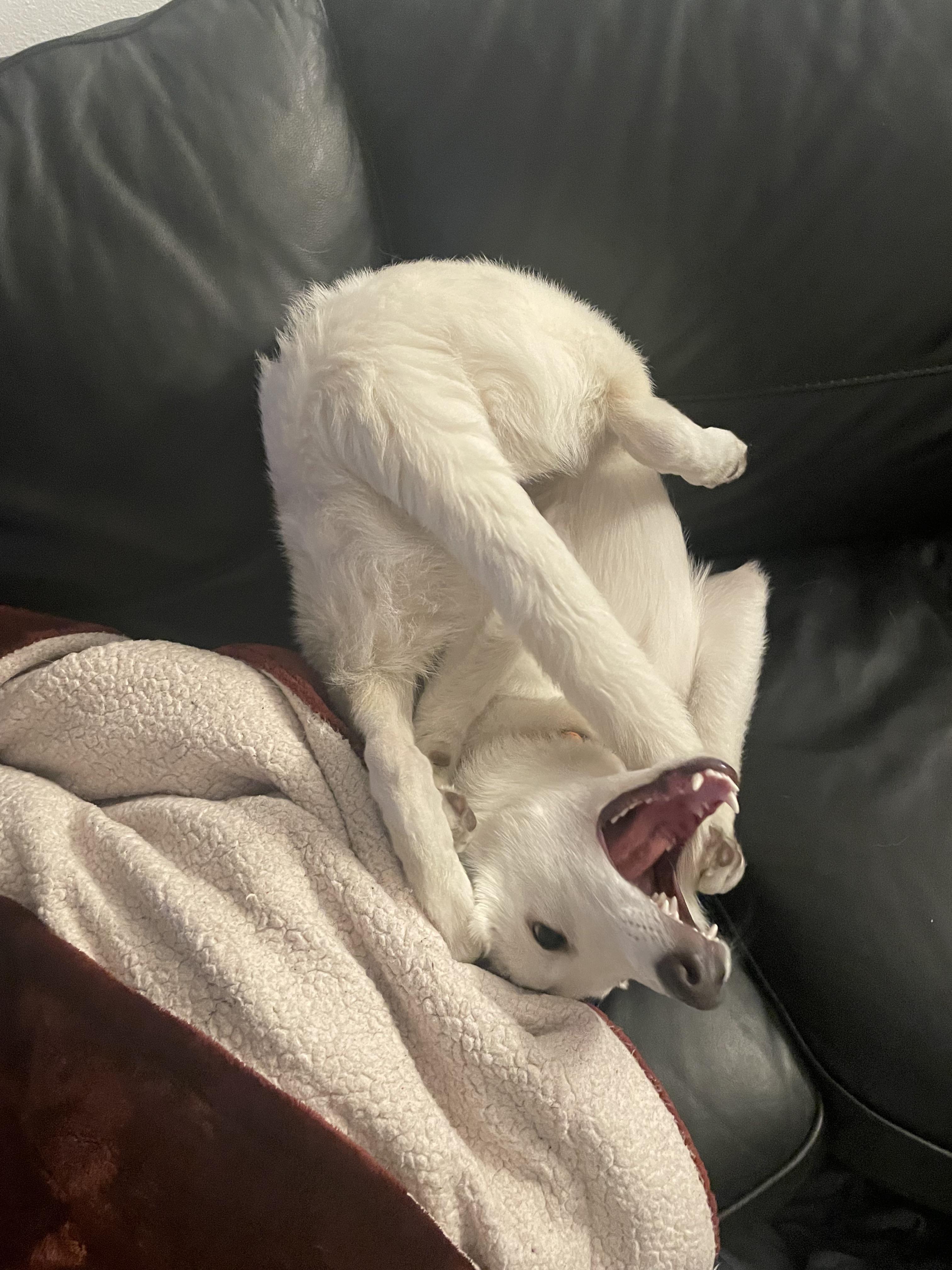 Just pupper things. | Scrolller