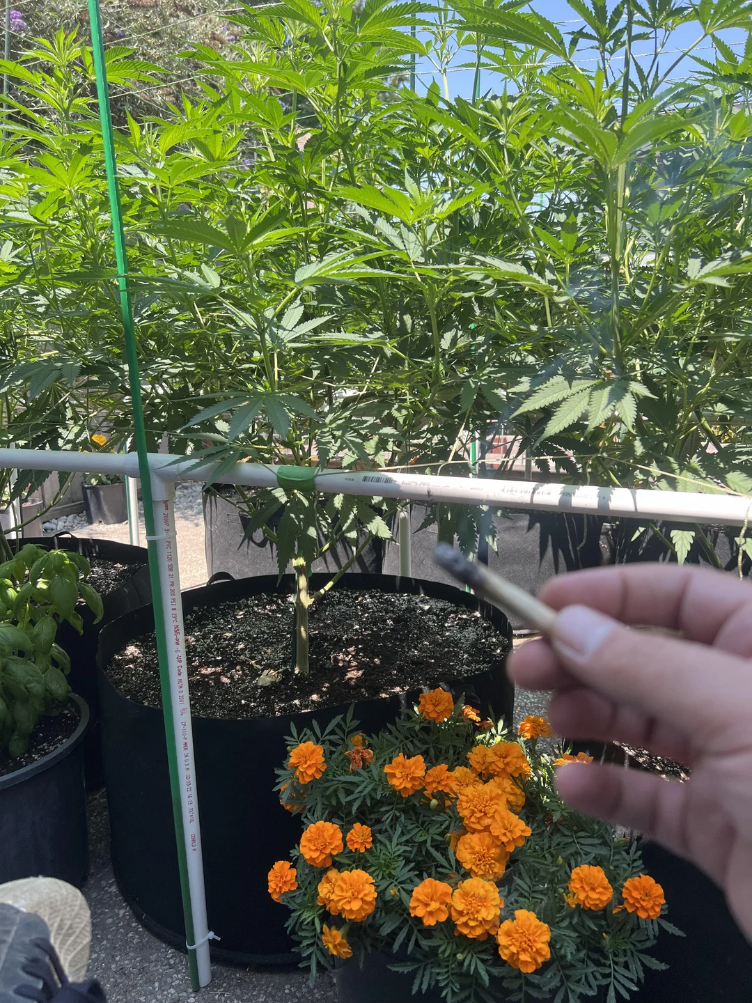 My smoke spot might have the scenery but there is plenty ty of greenery. | Scrolller