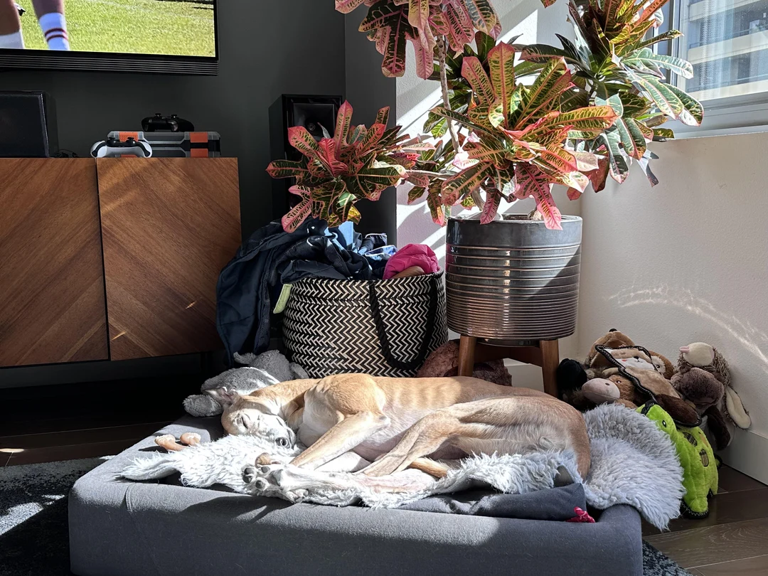 Saturday naps in the sun! 😍💤☀️ | Scrolller