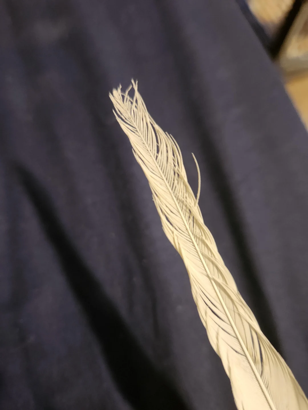 Weird looking tail feather. | Scrolller