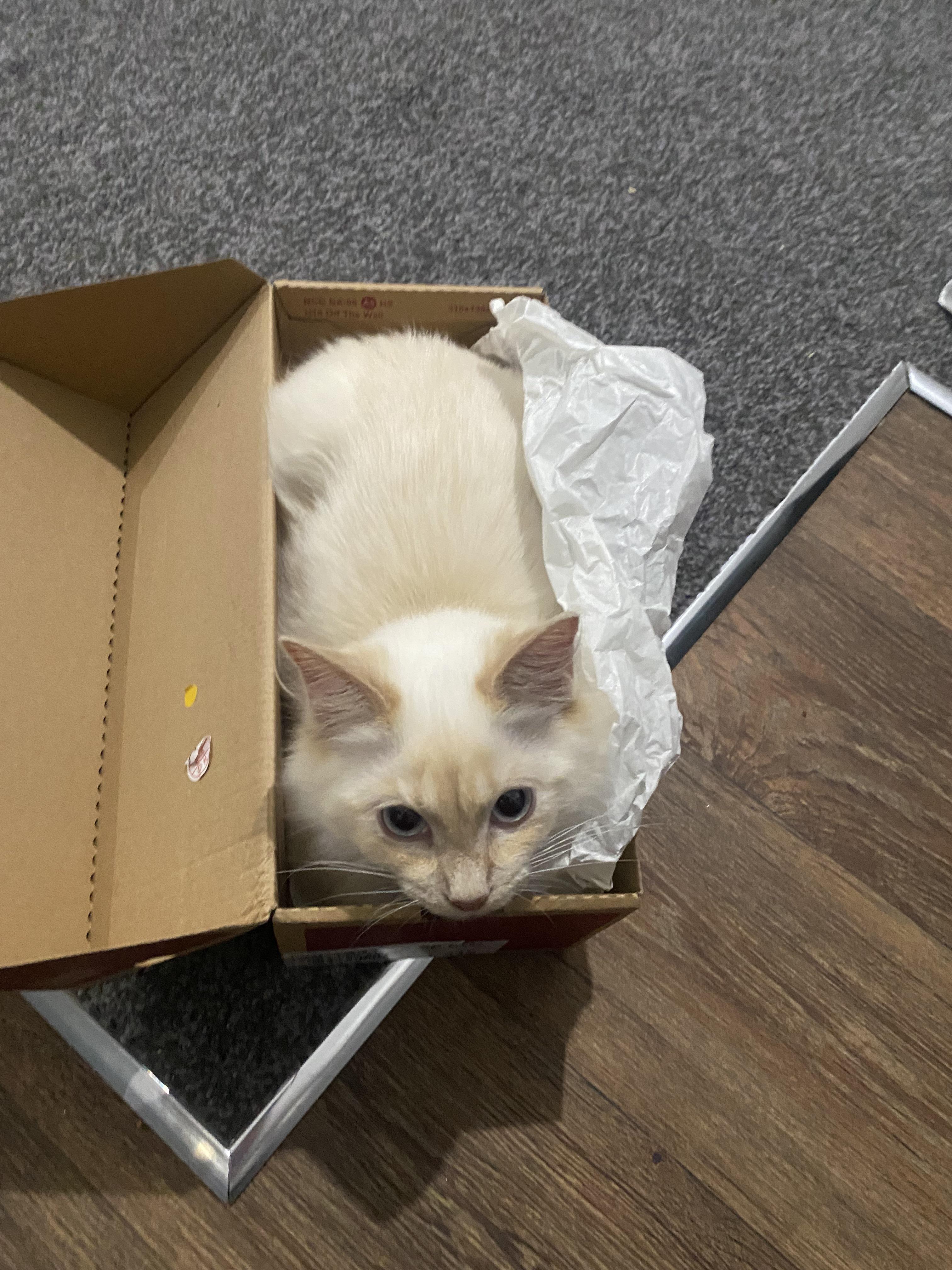 Nicos new bed - the box from my vans | Scrolller