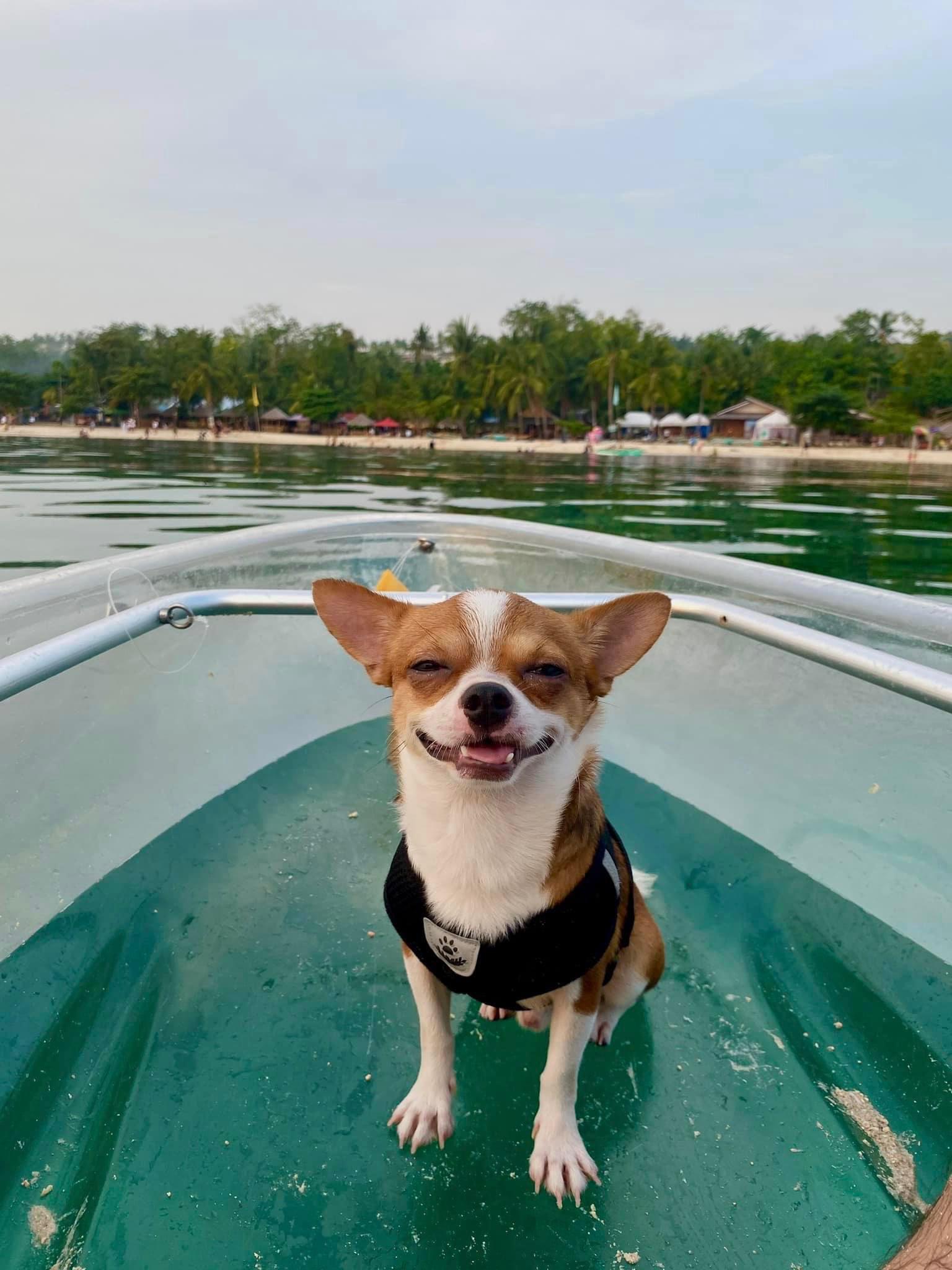 Here are Spotty(1st) and Bandit(2nd) having the best time Crystal Kayaking! | Scrolller