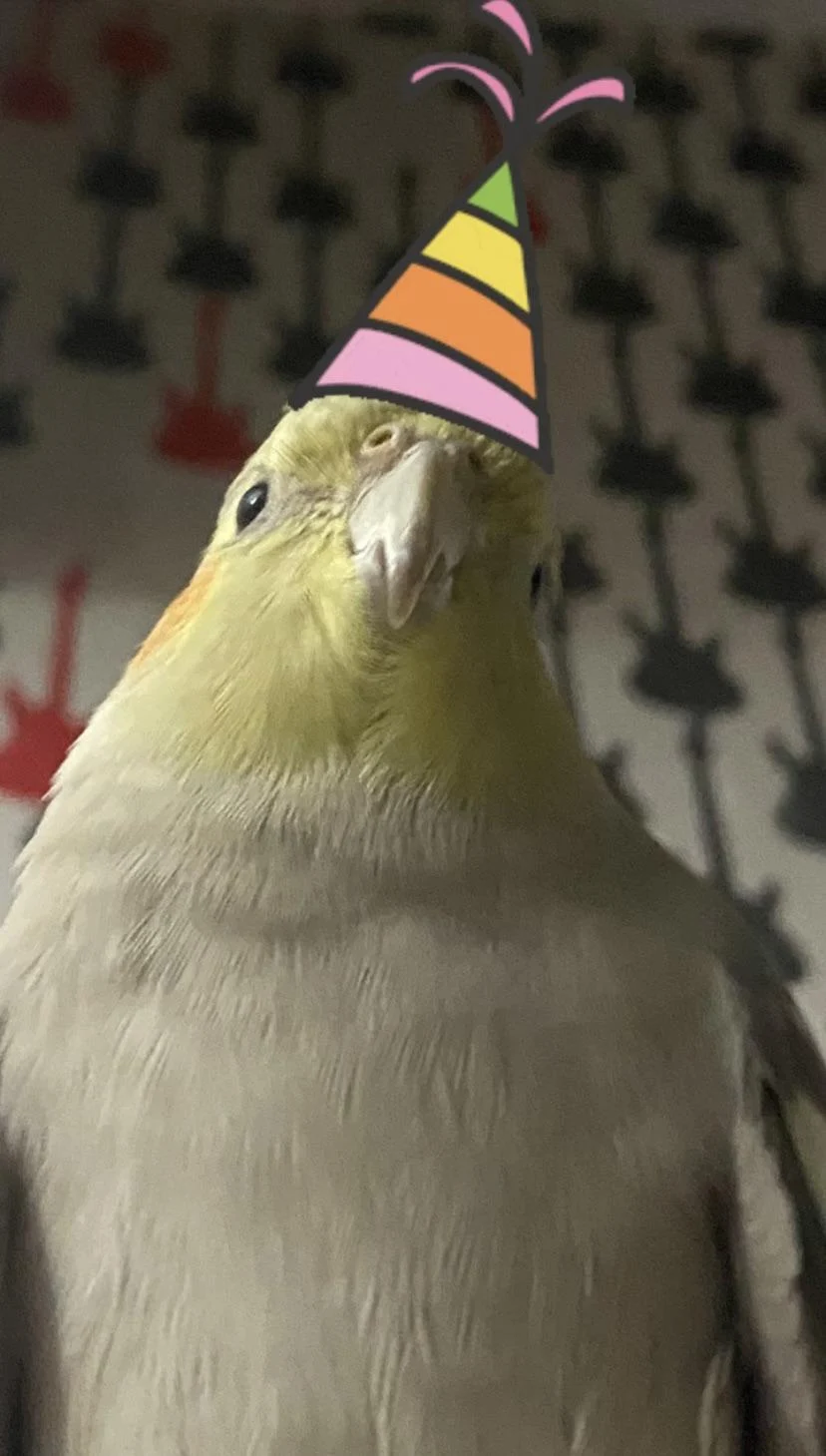Party Birb | Scrolller