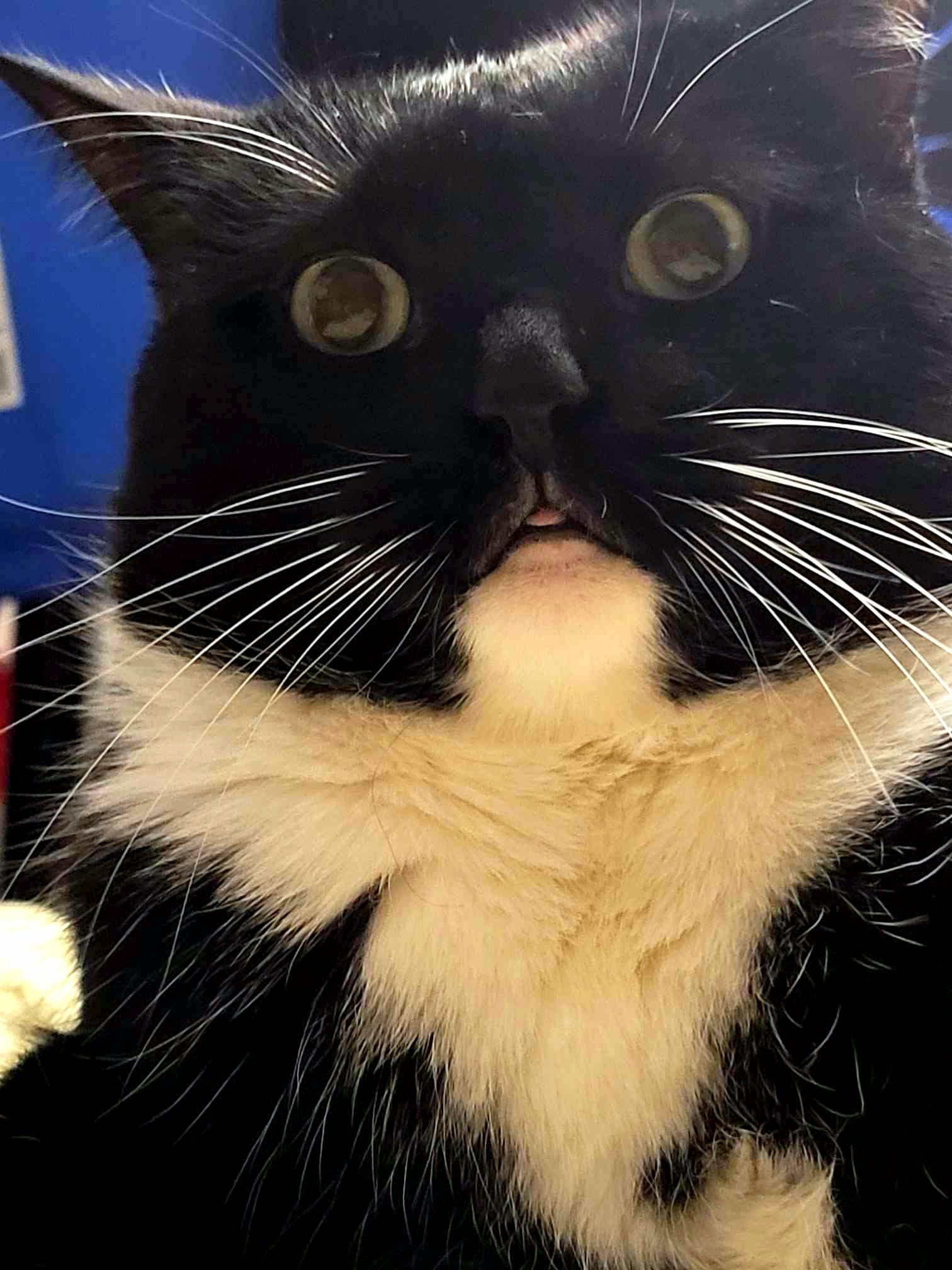 Blep 👅 she doesn't do it often... But when she does... That's all I get 😅 | Scrolller