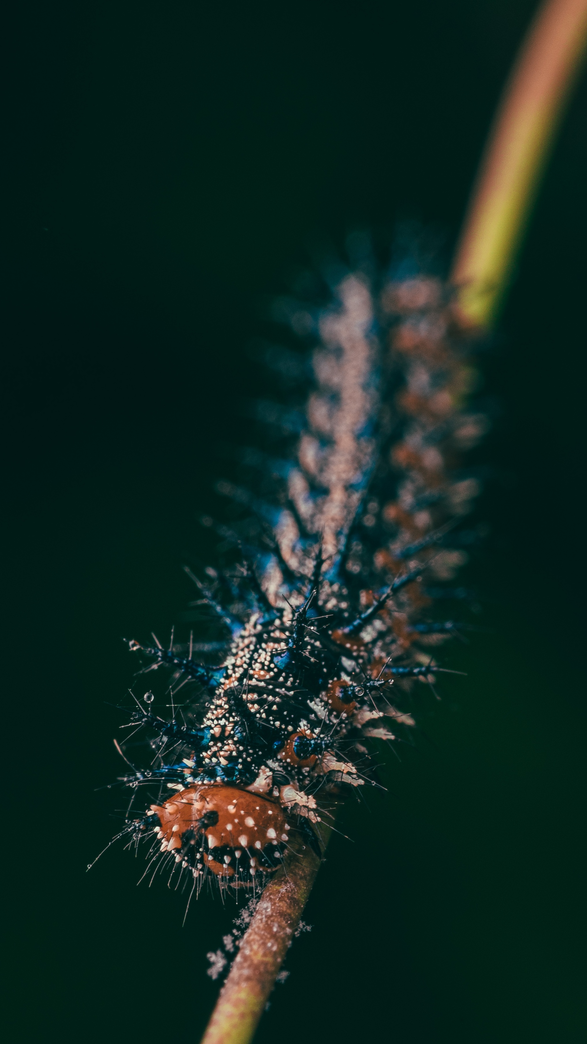 Common Buckeye Butterfly Caterpillar [OC] [cropped to 2032 x 3615] | Scrolller
