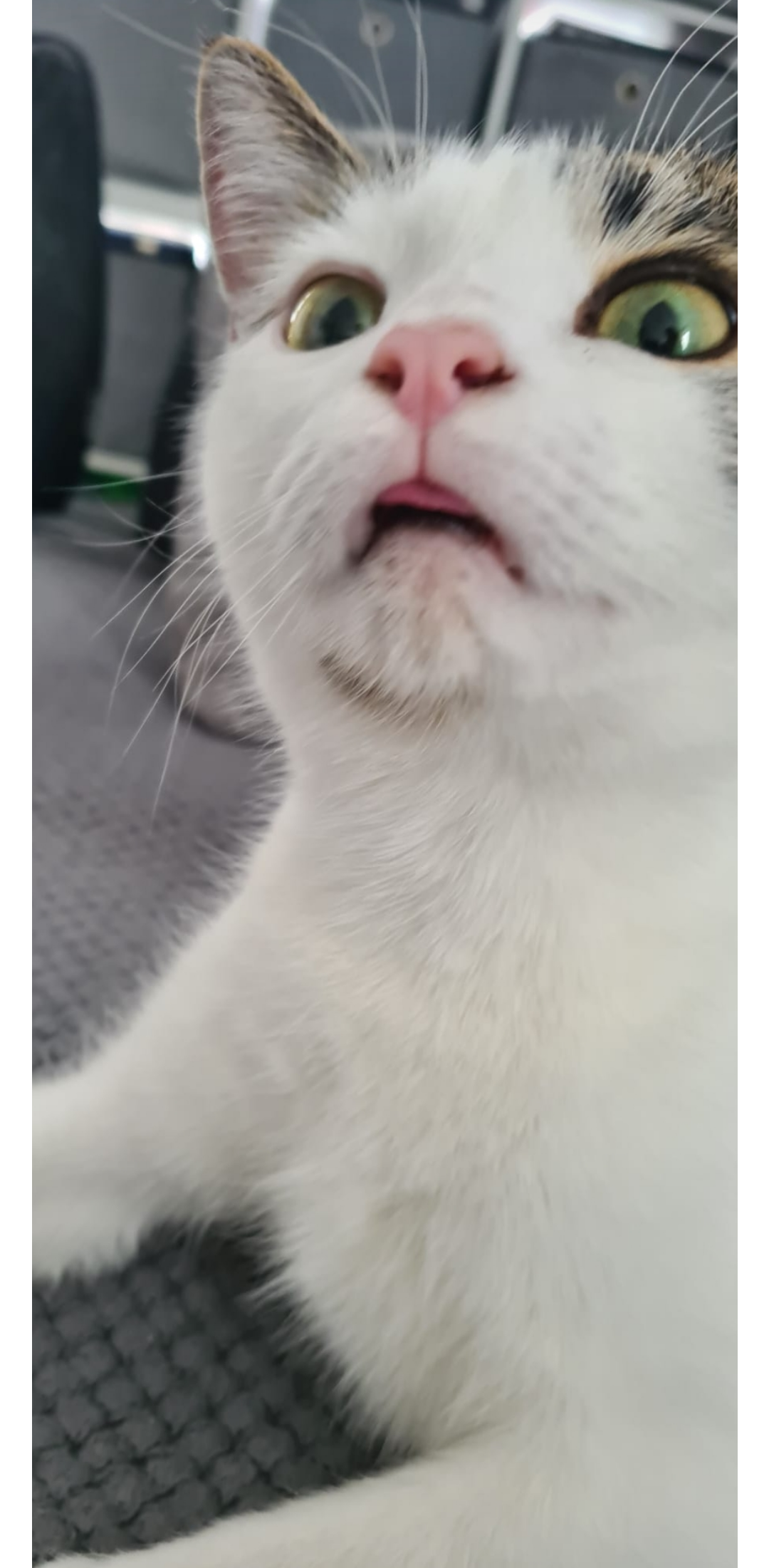 Tiny little blep | Scrolller