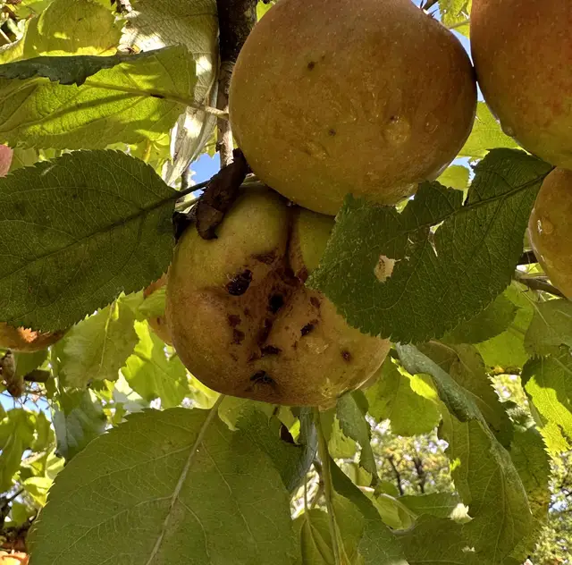 This Apple in my Grandpa‘s Apple Tree | Scrolller