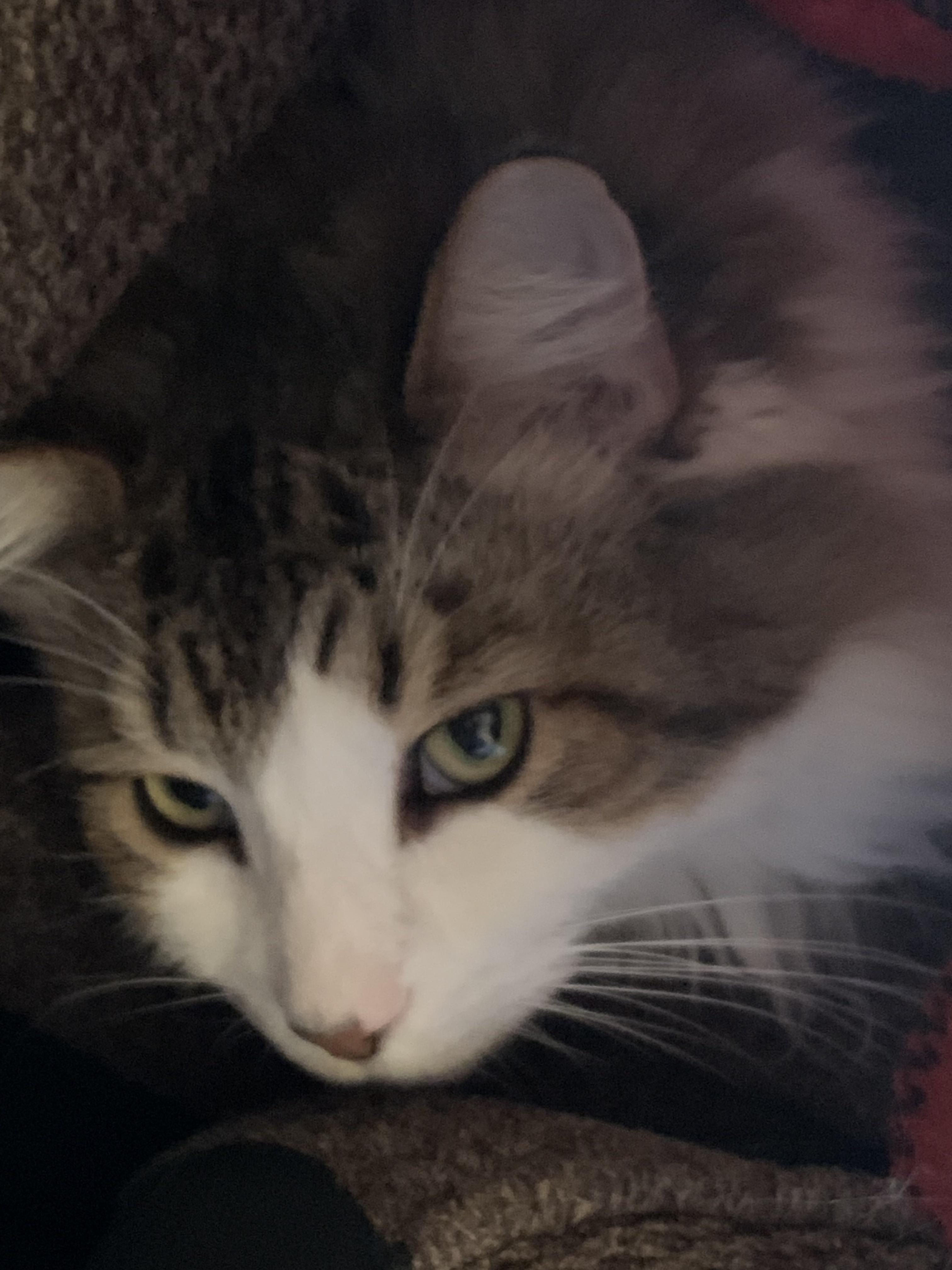 Cleo looking out from beneath her blanket hidey-hole on the couch | Scrolller