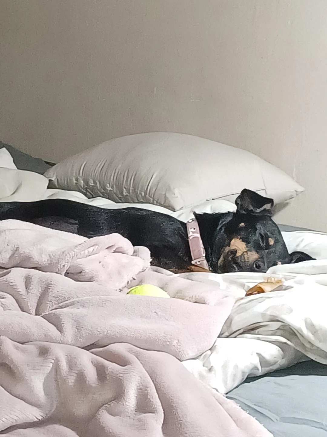 Finally decided to post my doggo. | Scrolller