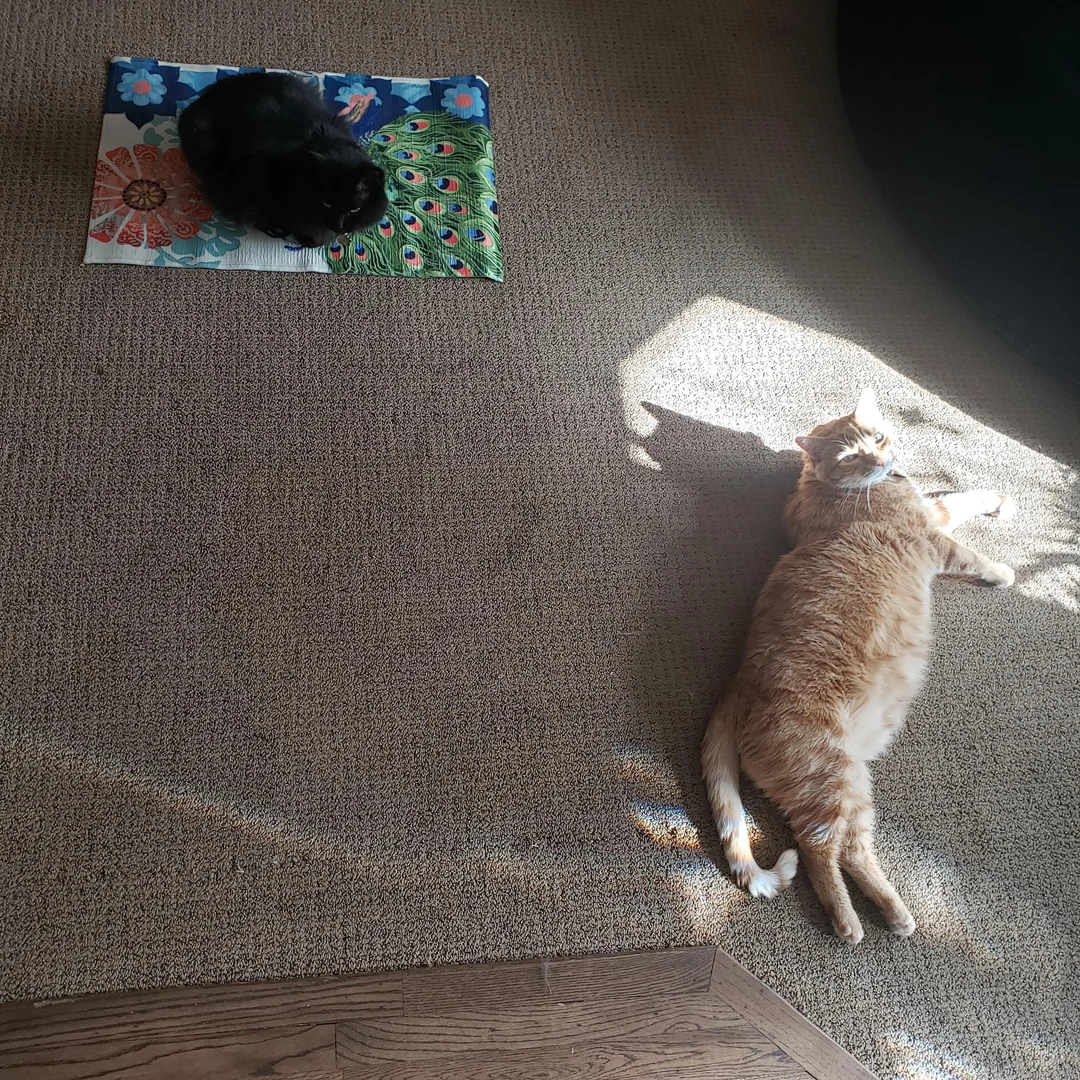 2 traps. 2 cats | Scrolller