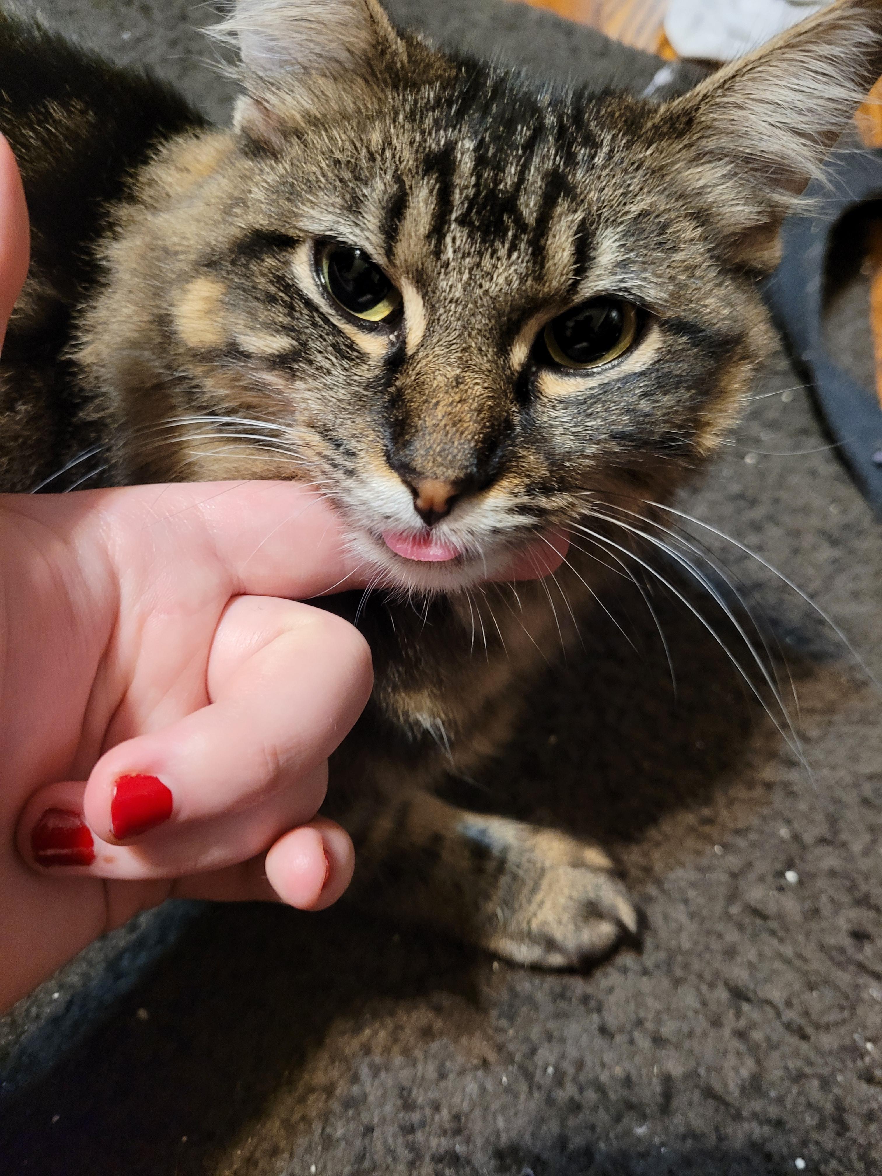 Tiny blep from my standard issue kitty | Scrolller