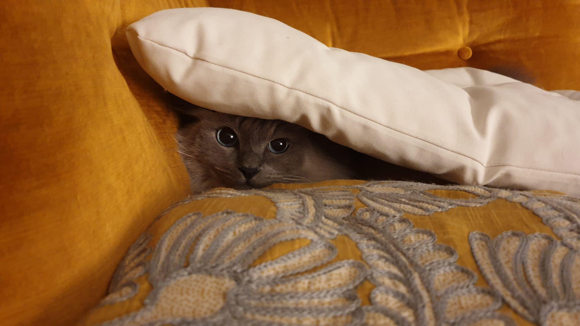 A rare and horrible creature | Scrolller