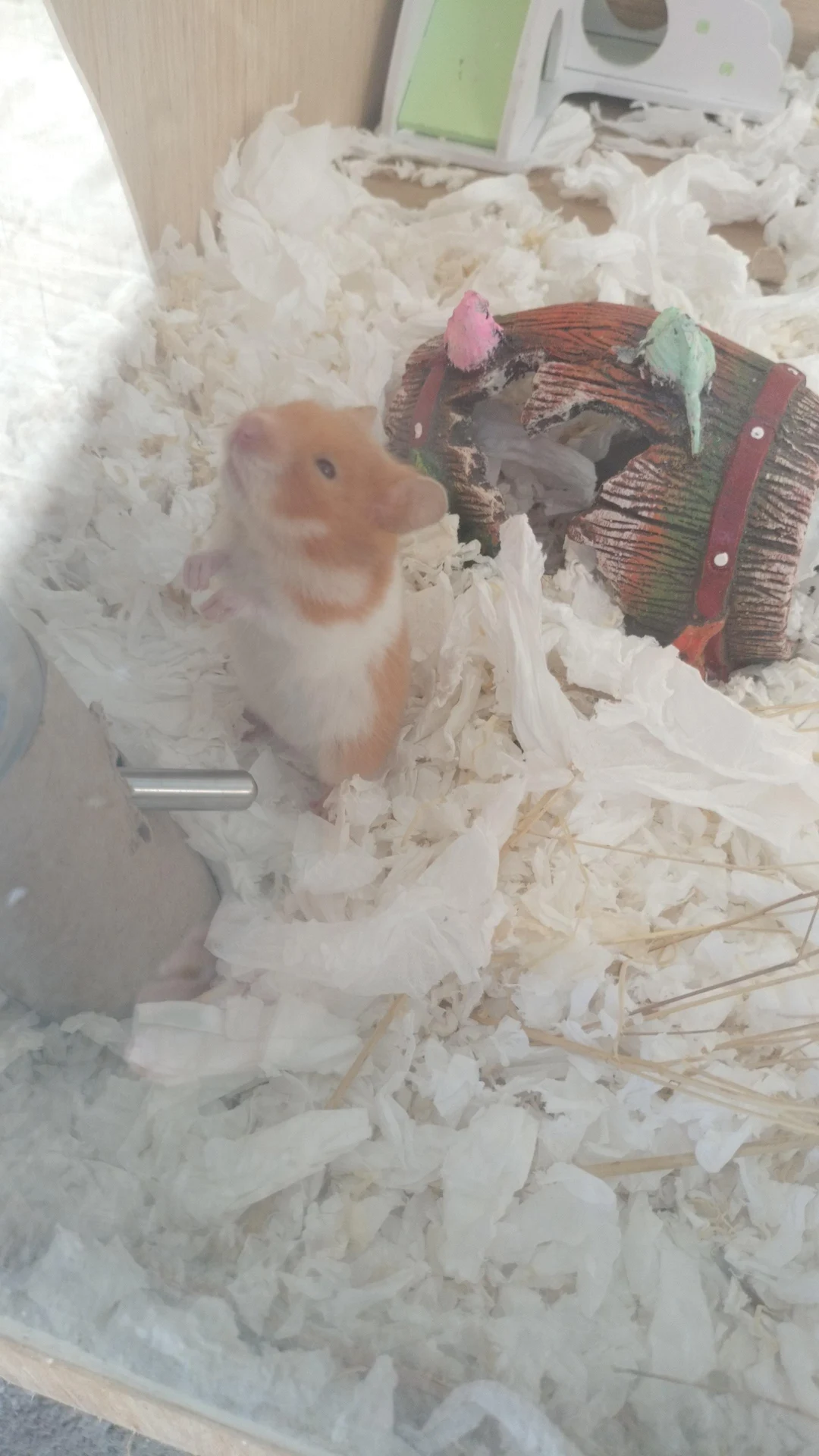 Will my hamster ever grow? | Scrolller