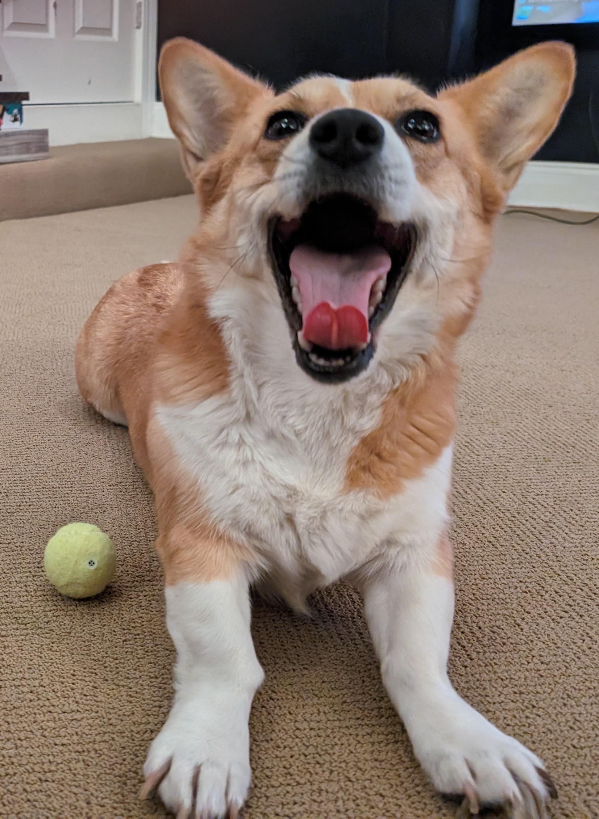 Behold the gaping maw of the dread corgi | Scrolller