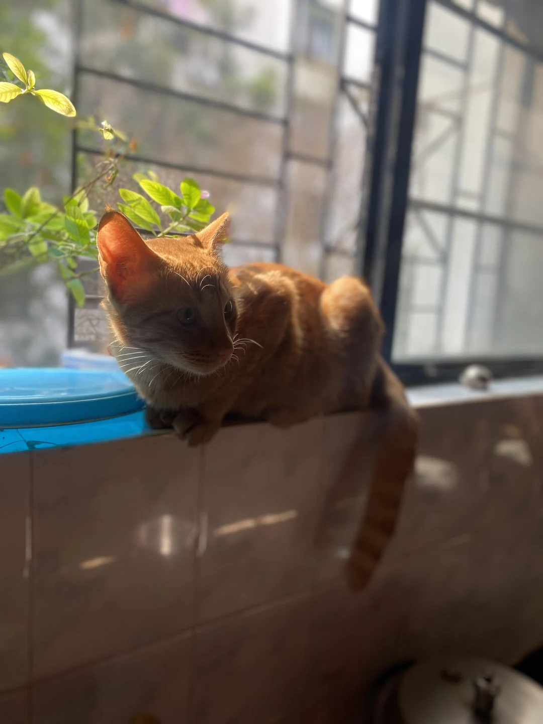 Inspiration behind metro rail | Scrolller