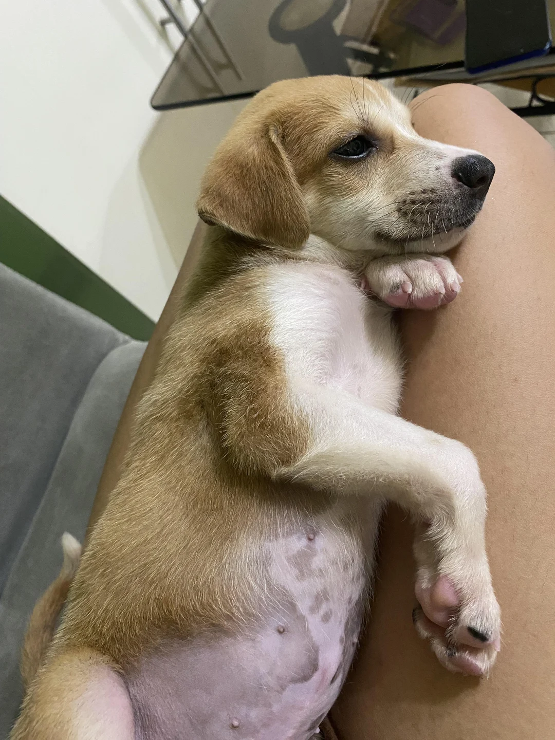 Meet Bruno :) | Scrolller