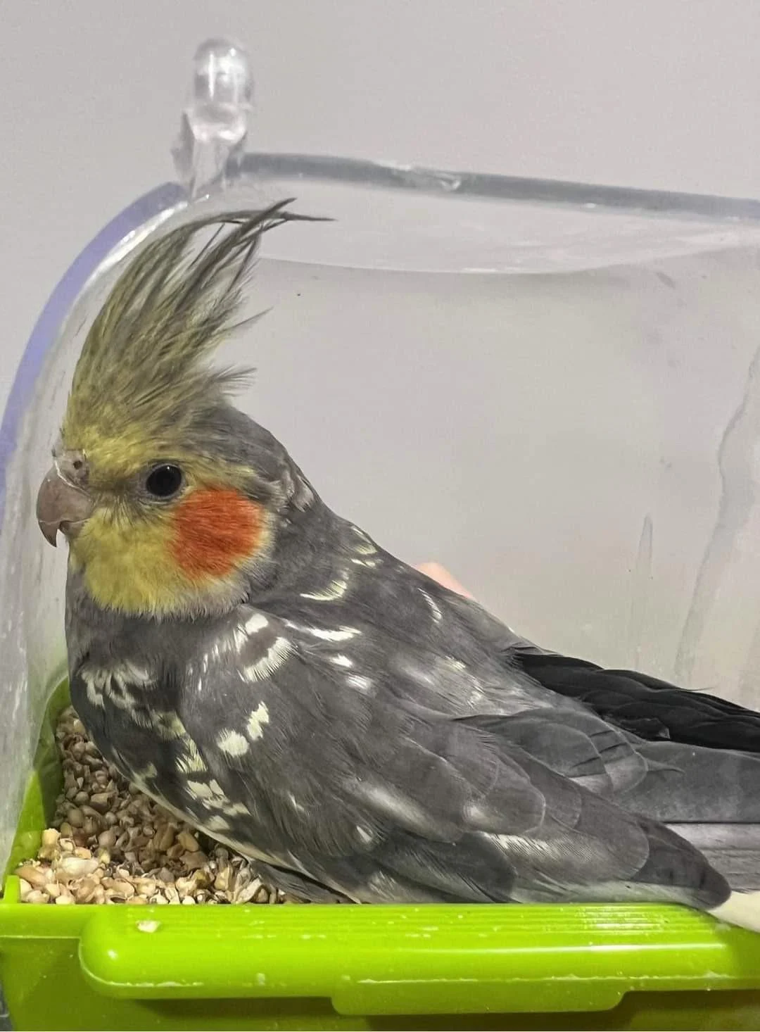 My fluffy girl Pippin hanging out in the seed bath. 😂😍 | Scrolller