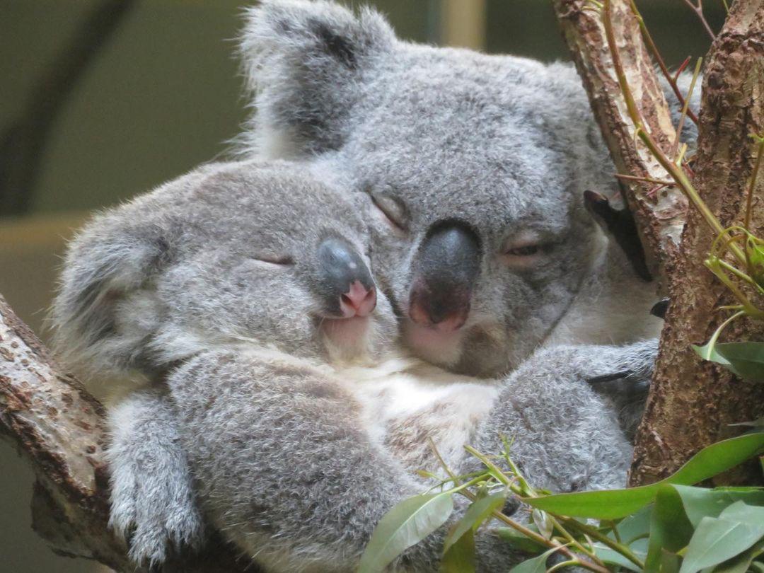 Goodnight koala friends 🐨 | Scrolller