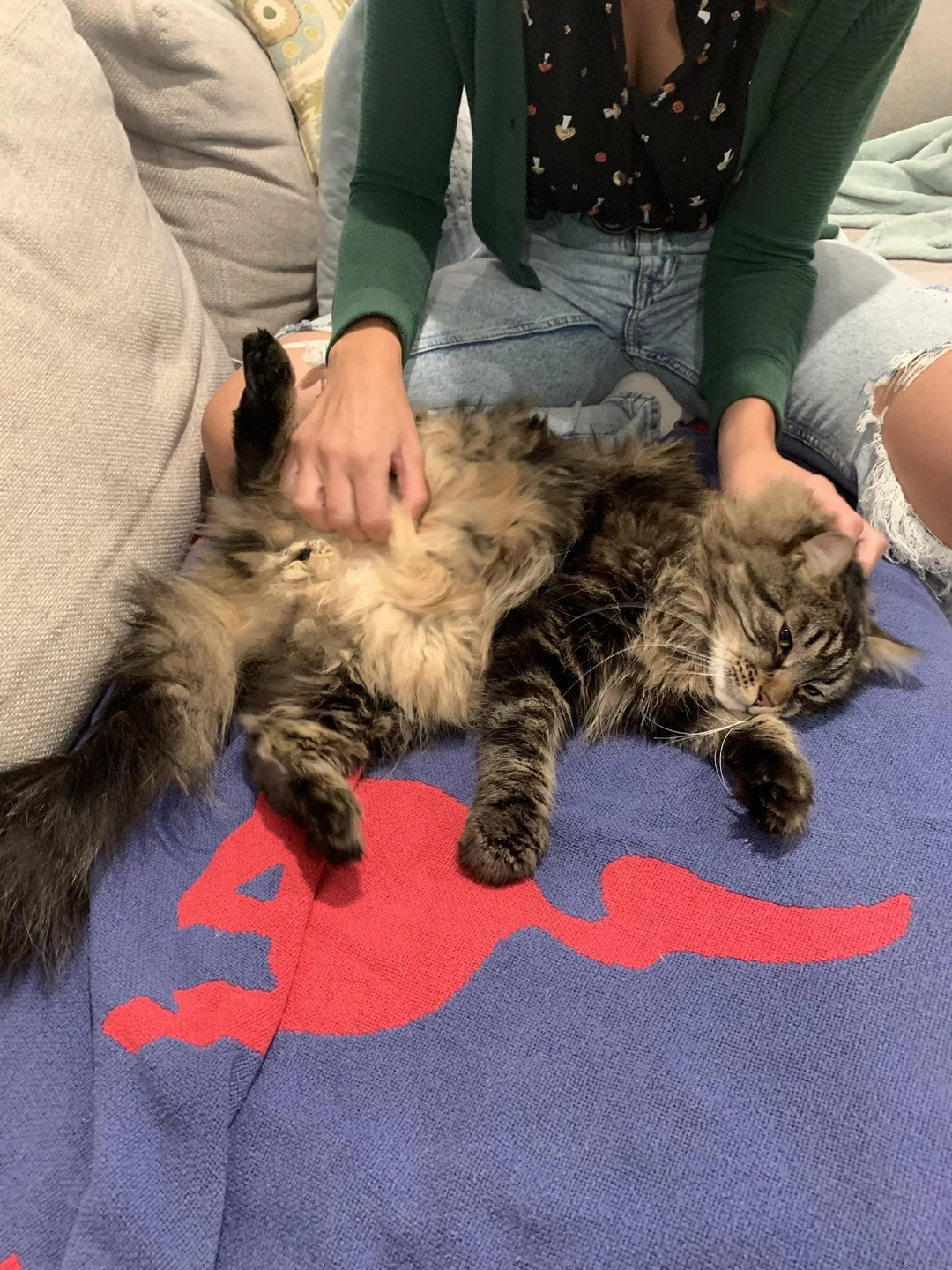 Pippin😻 | Scrolller