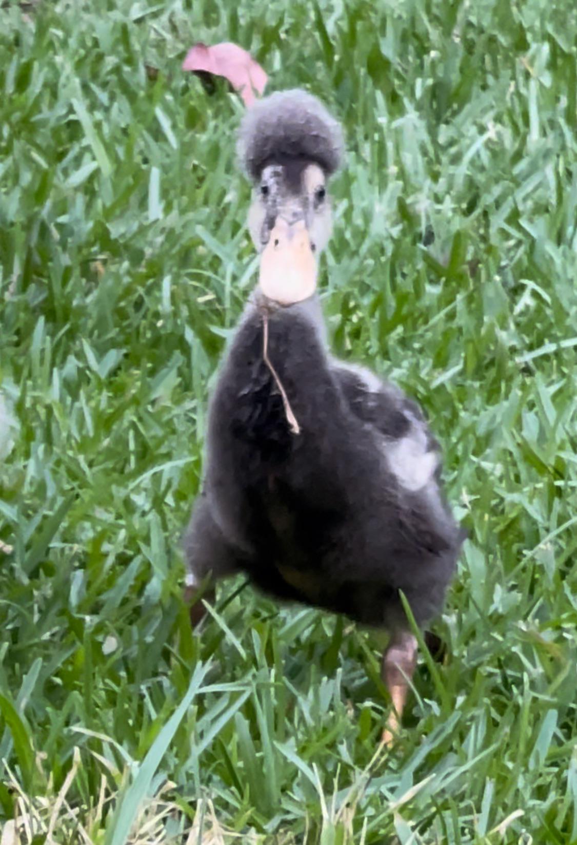 My little crested boy Leon | Scrolller