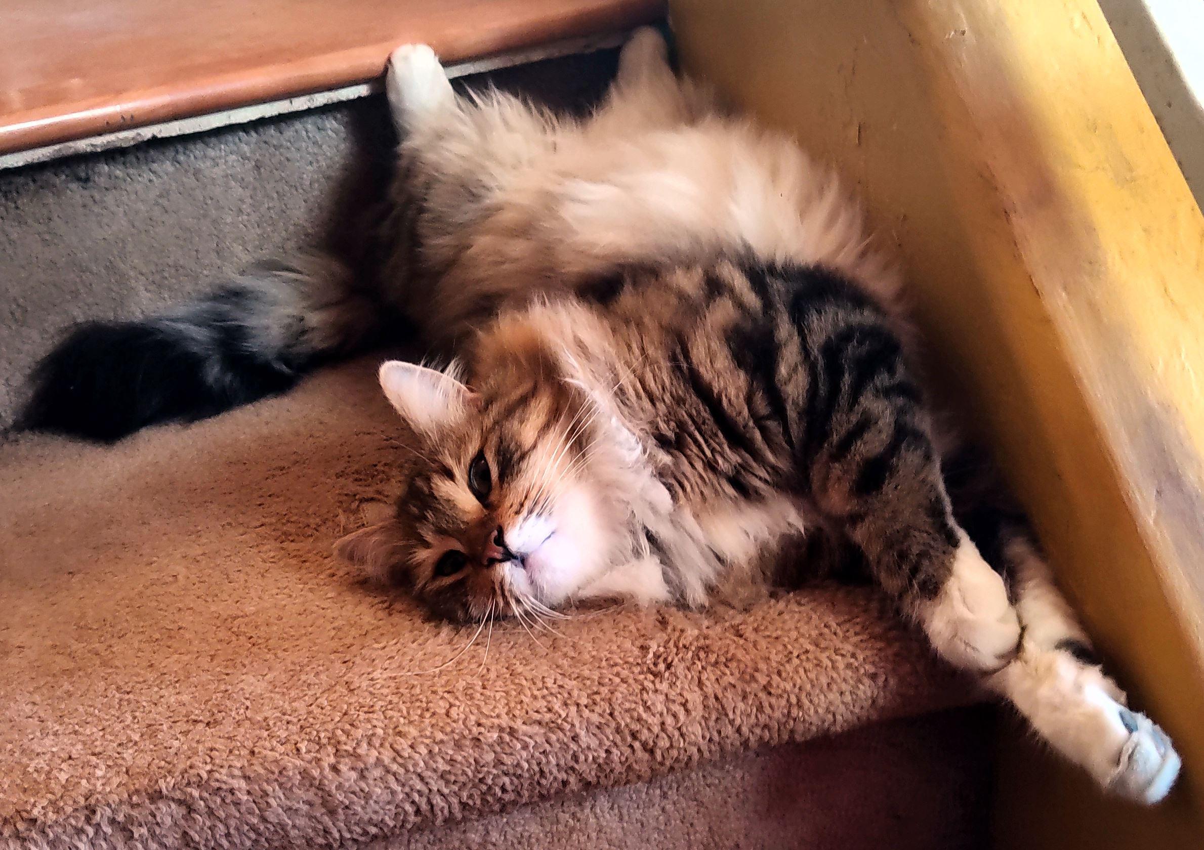 Sleepy floof | Scrolller
