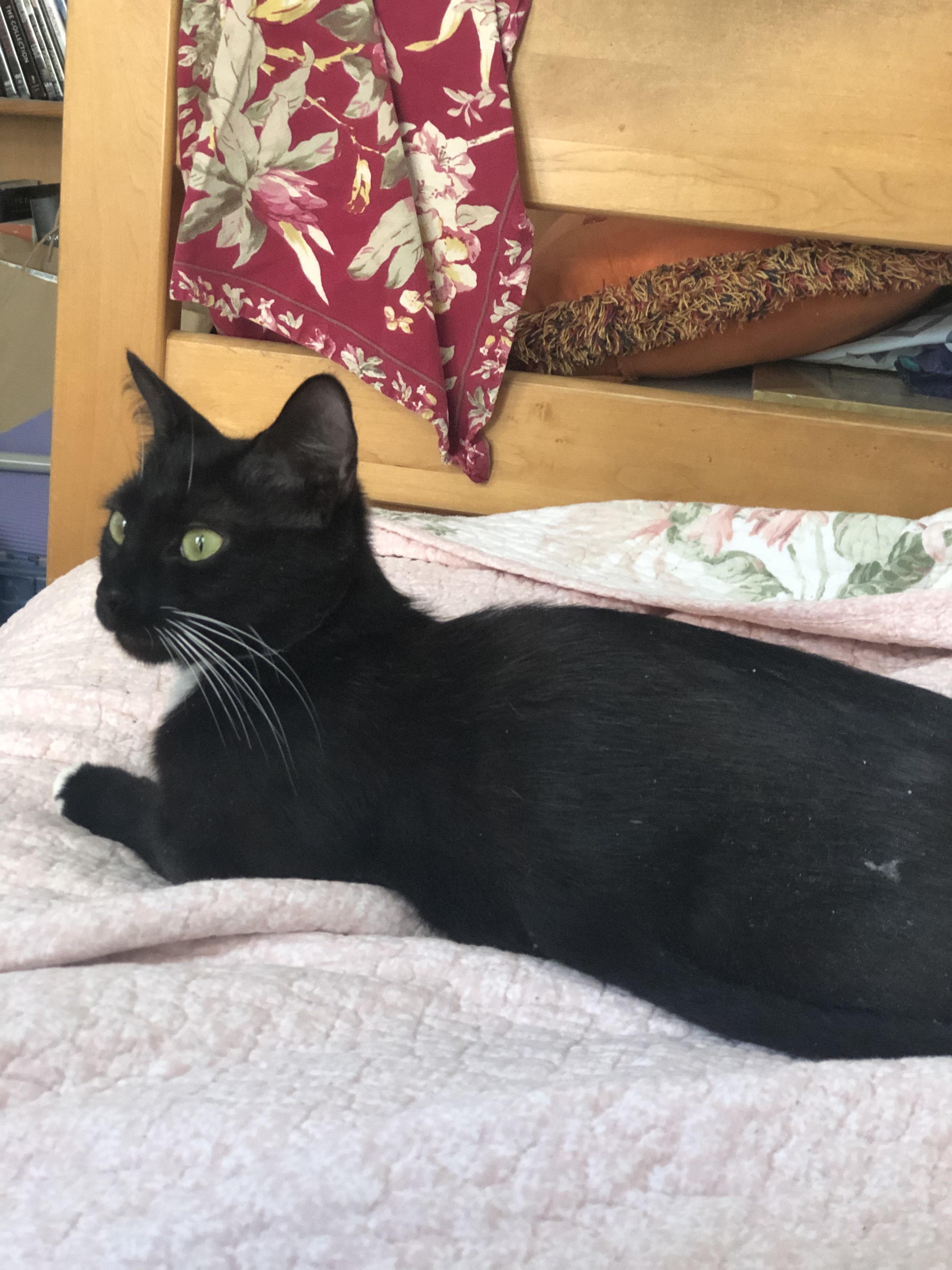 Meet Pixie! | Scrolller