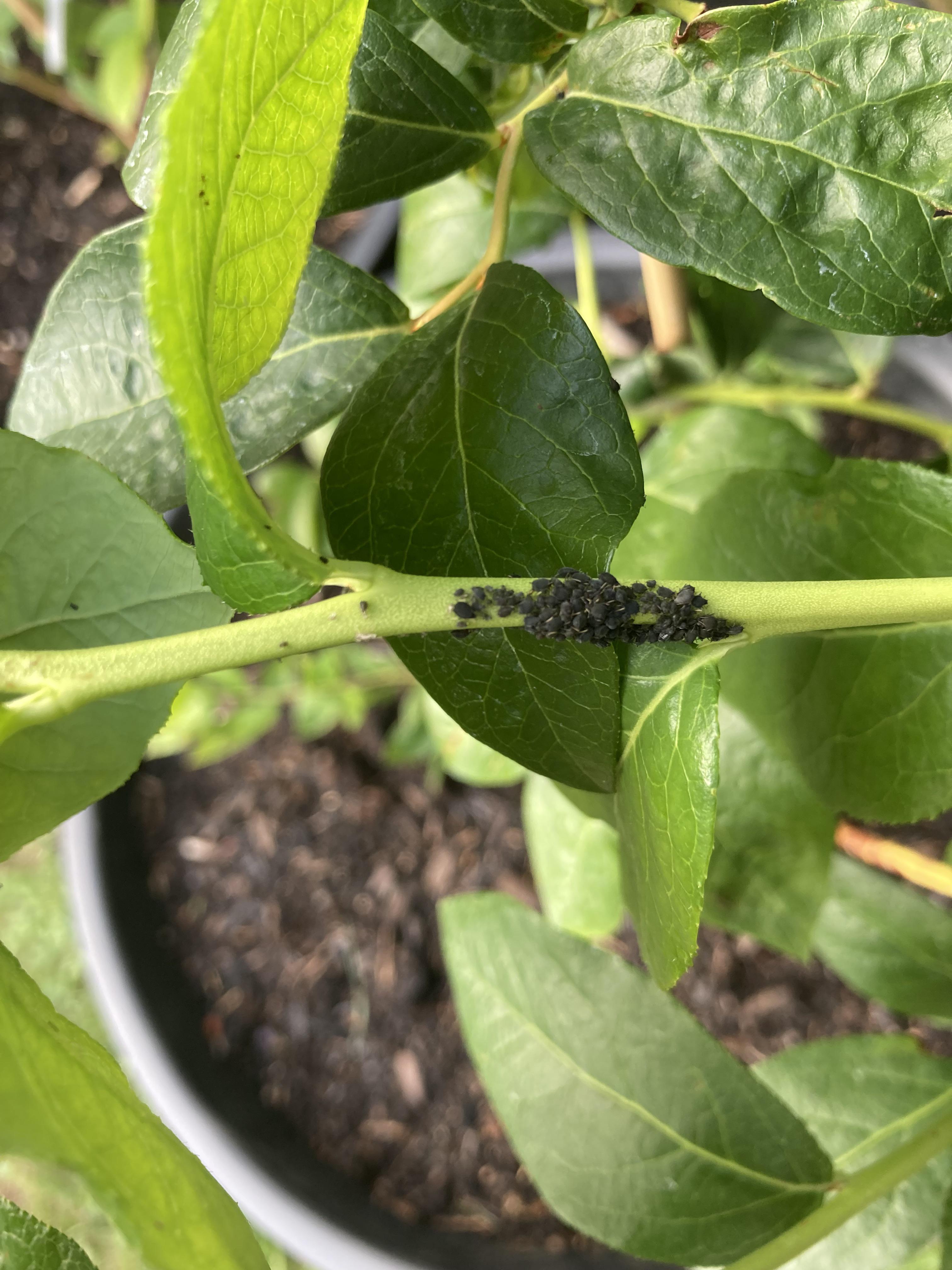 What are these on my blueberry plant? | Scrolller