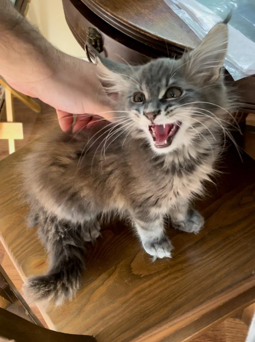 Samson is always yelling to be fed | Scrolller