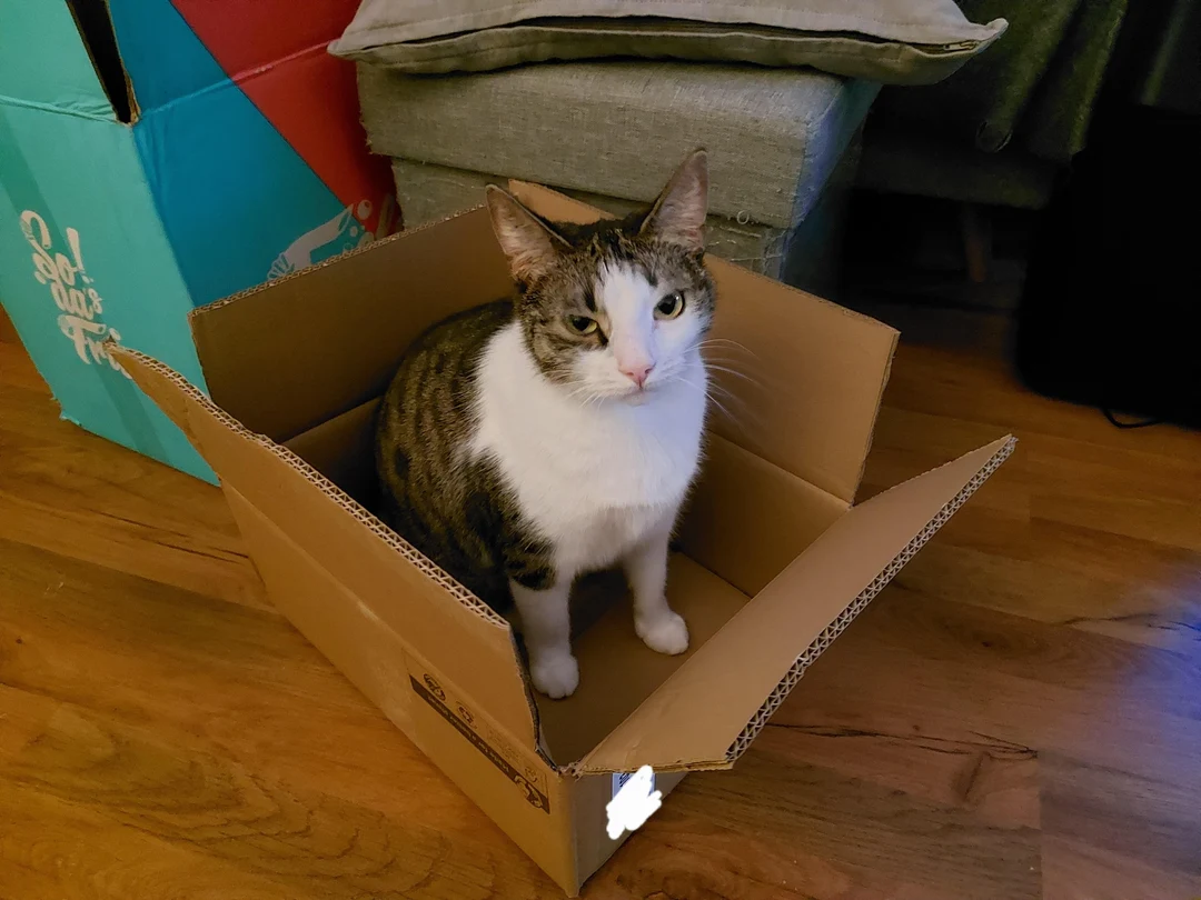 Bibi looking content because her human provides her with more boxes | Scrolller