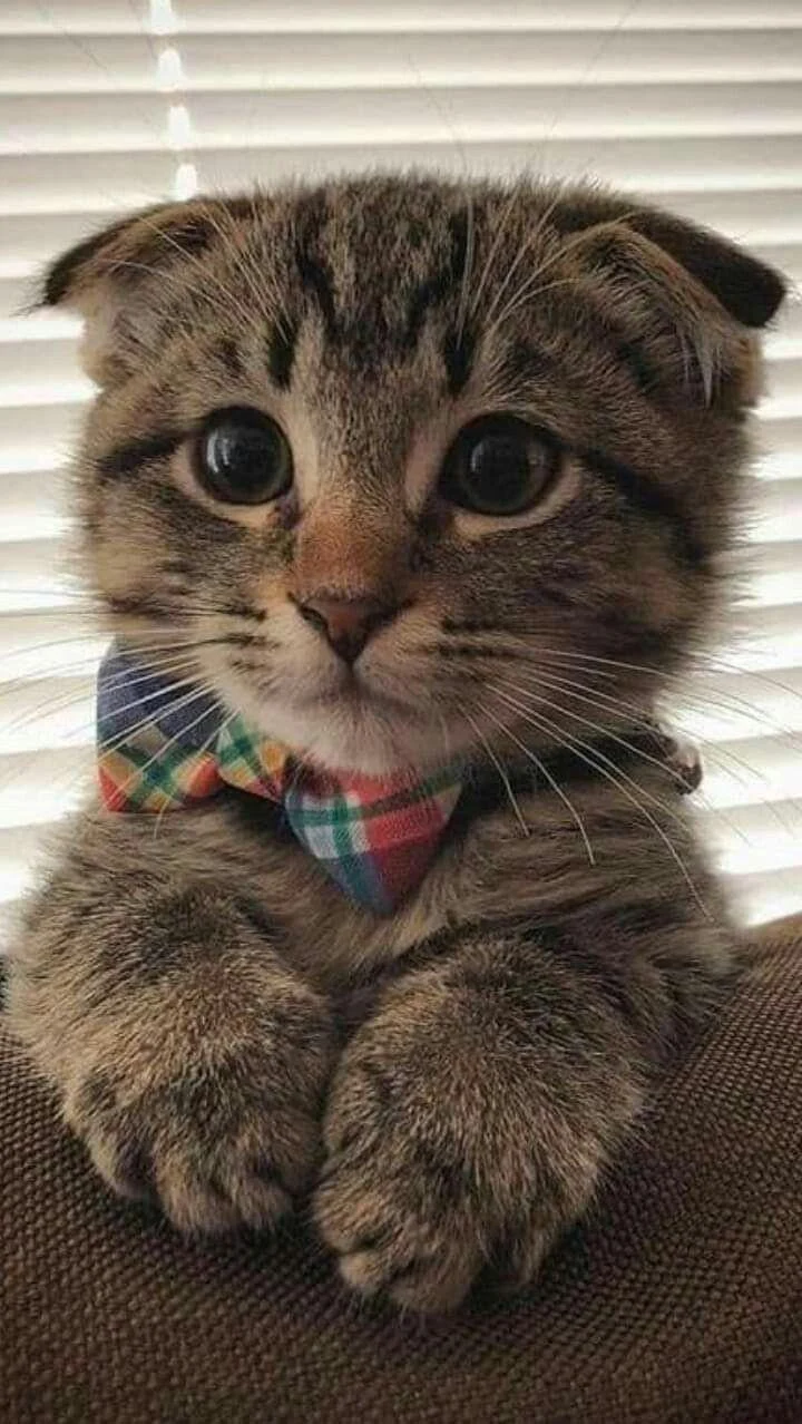 He Looks Innocent Scrolller